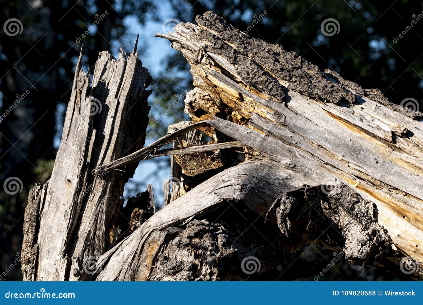 Old and Weathered and Big Cut Tree in the Woods Stock Photo - Image of ...