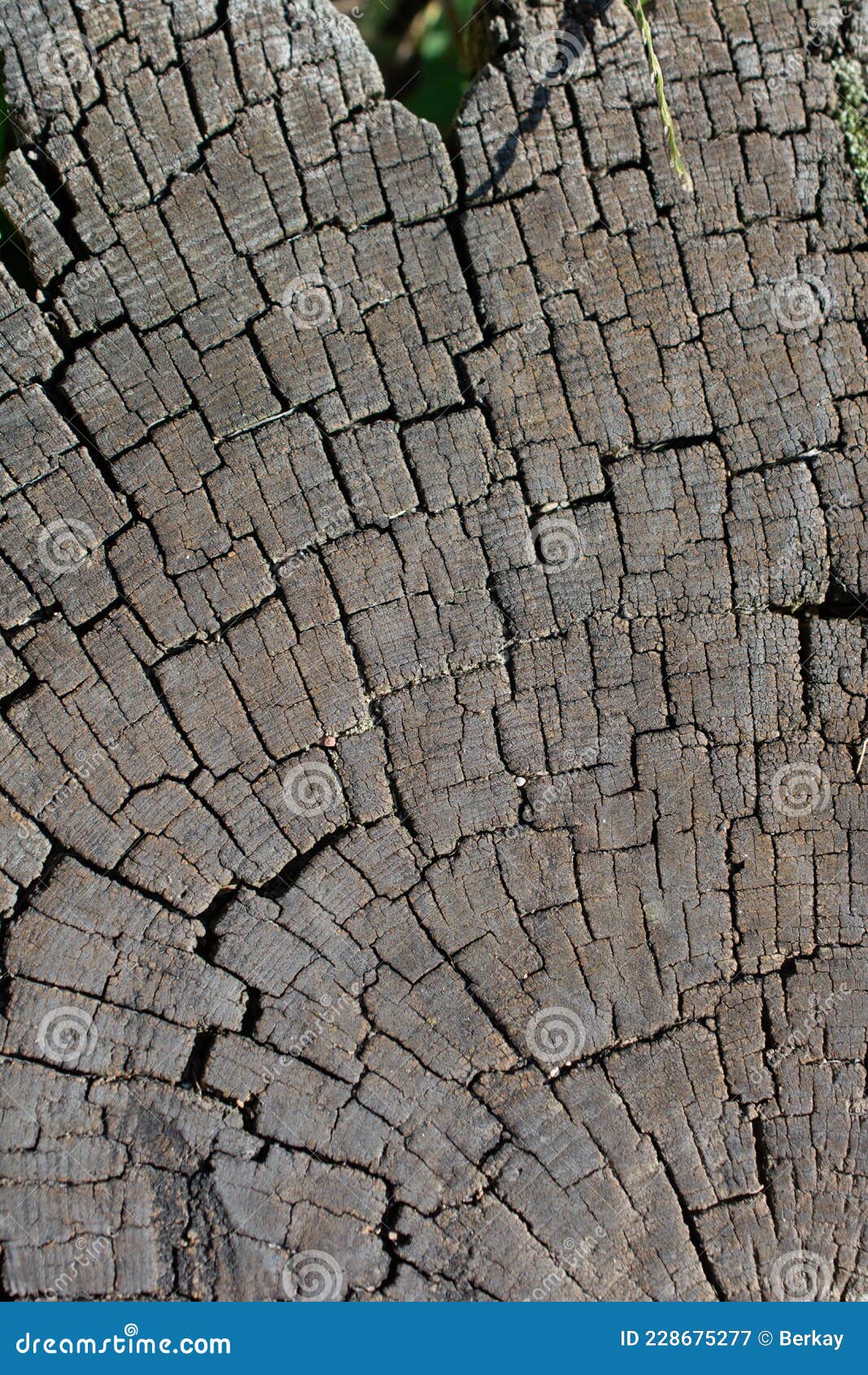 Old Weathered Cracked Tree Stump Texture Background Stock Image - Image ...