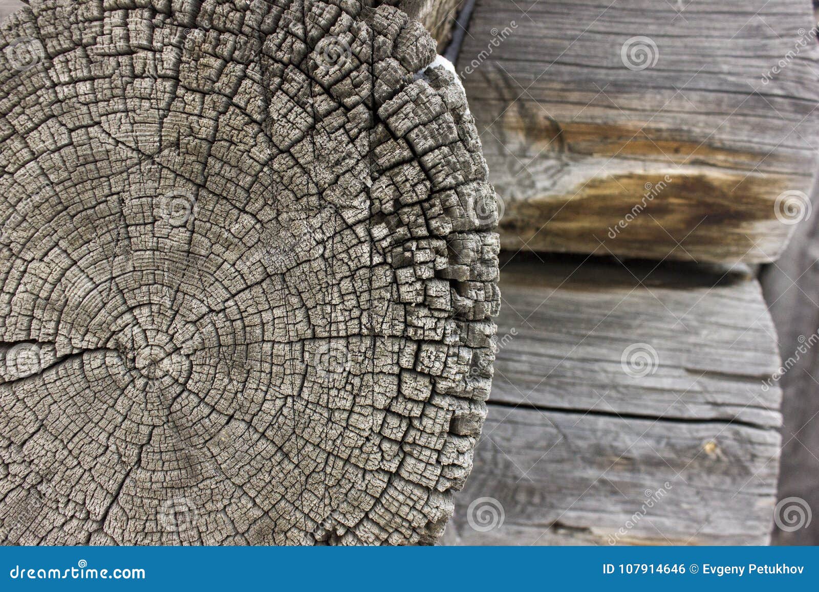 Old Weathered Log. the Texture of the Log Shift Stock Photo - Image of ...