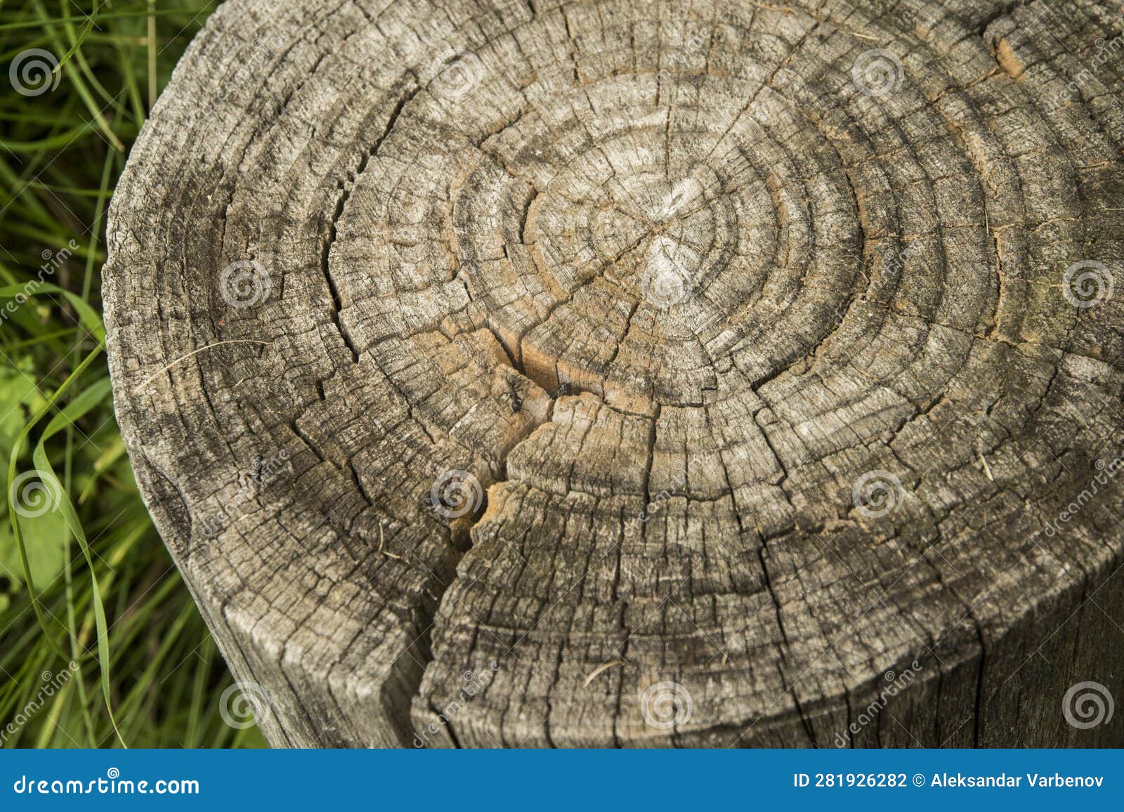 Old weathered log stock photo. Image of brown, surface - 281926282
