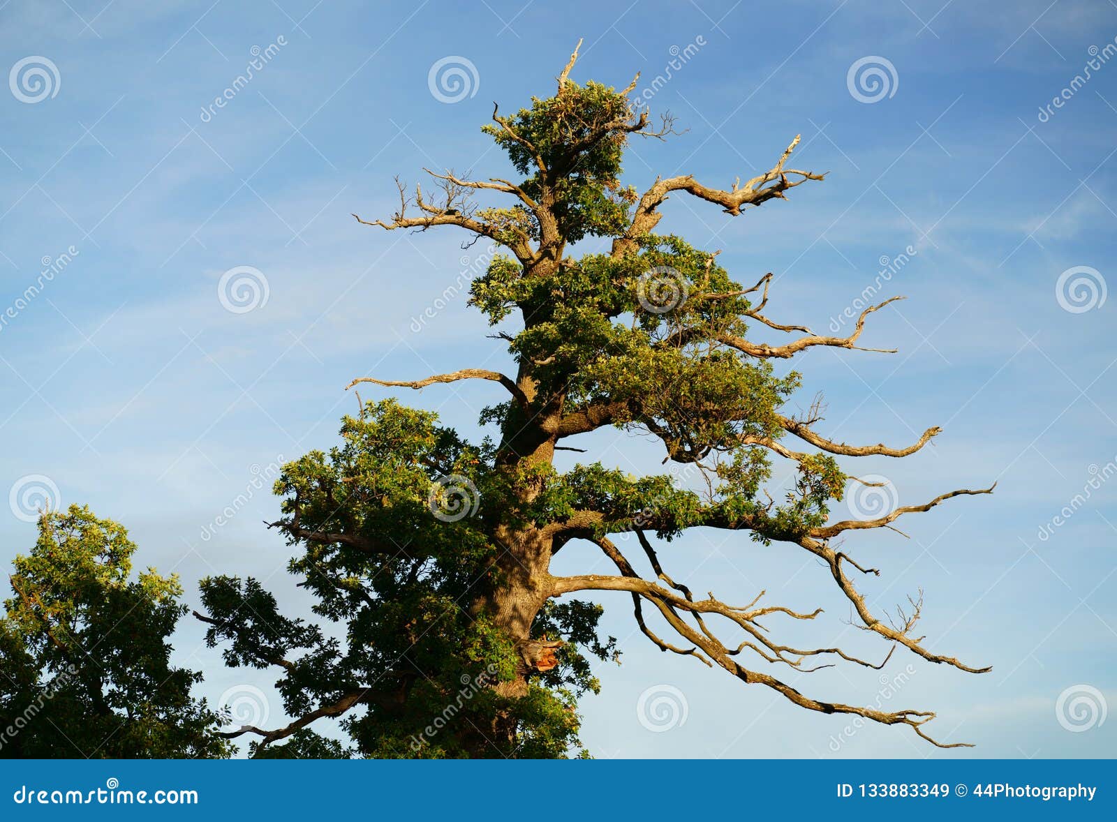 An Old Weathered Oak Tree in the Evening Sun. Stock Image - Image of ...
