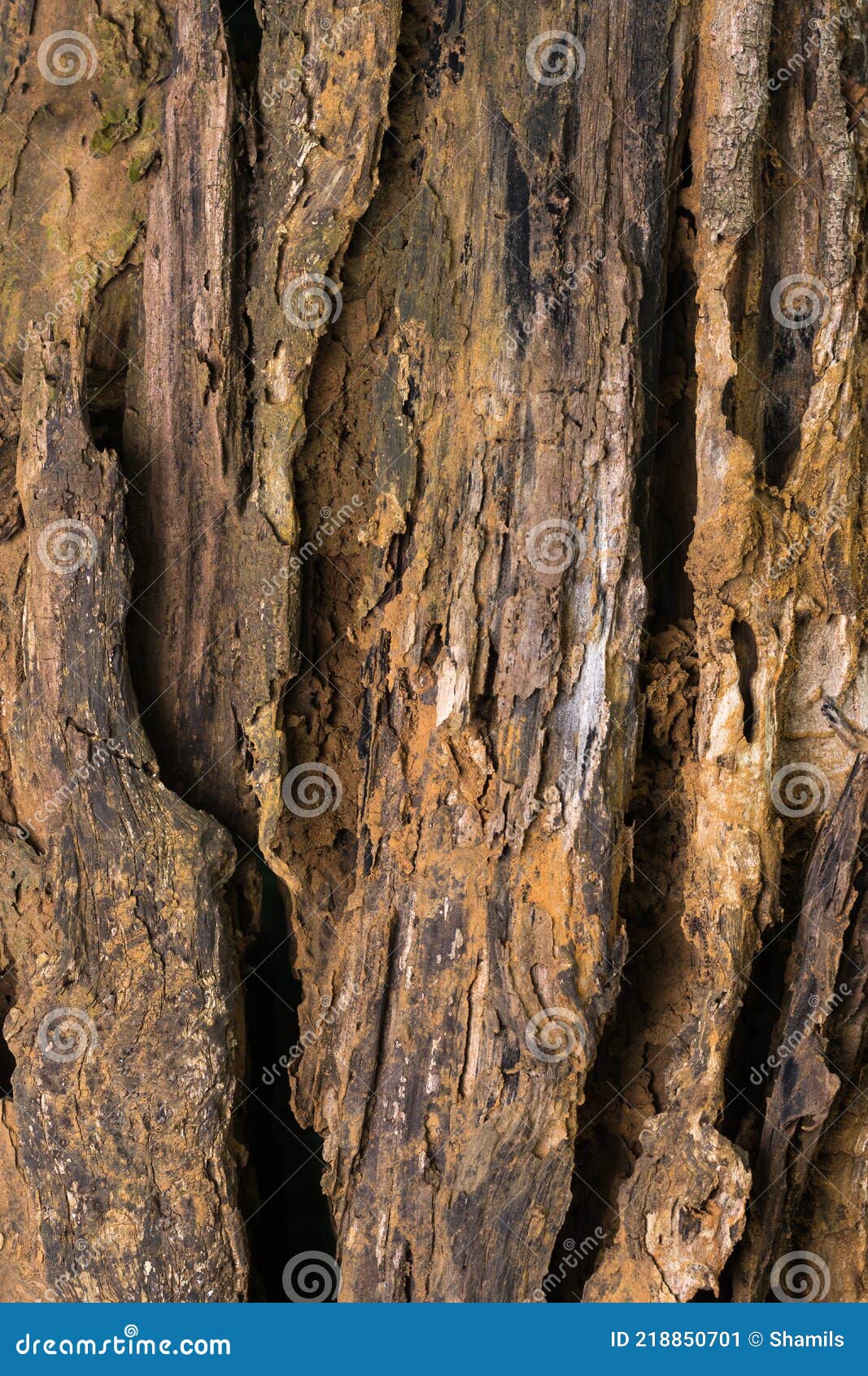 Old Weathered Rotten Tree Trunk Texture, Abstract, Background ...