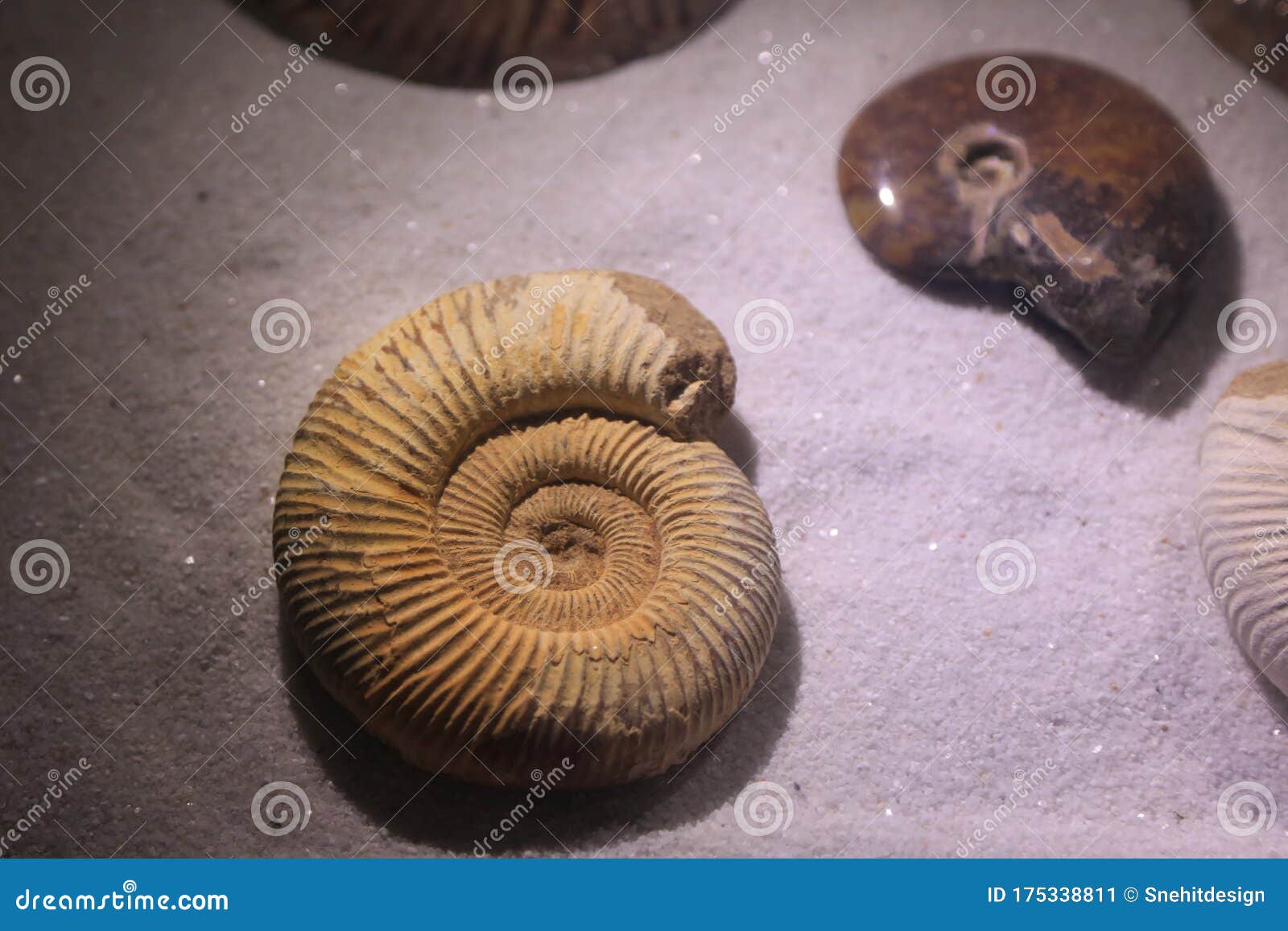 Old weathered sea shells stock image. Image of fossil - 175338811