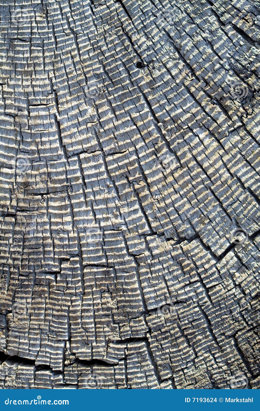 Old Weathered Stump with Tree Rings Stock Photo - Image of ancient ...