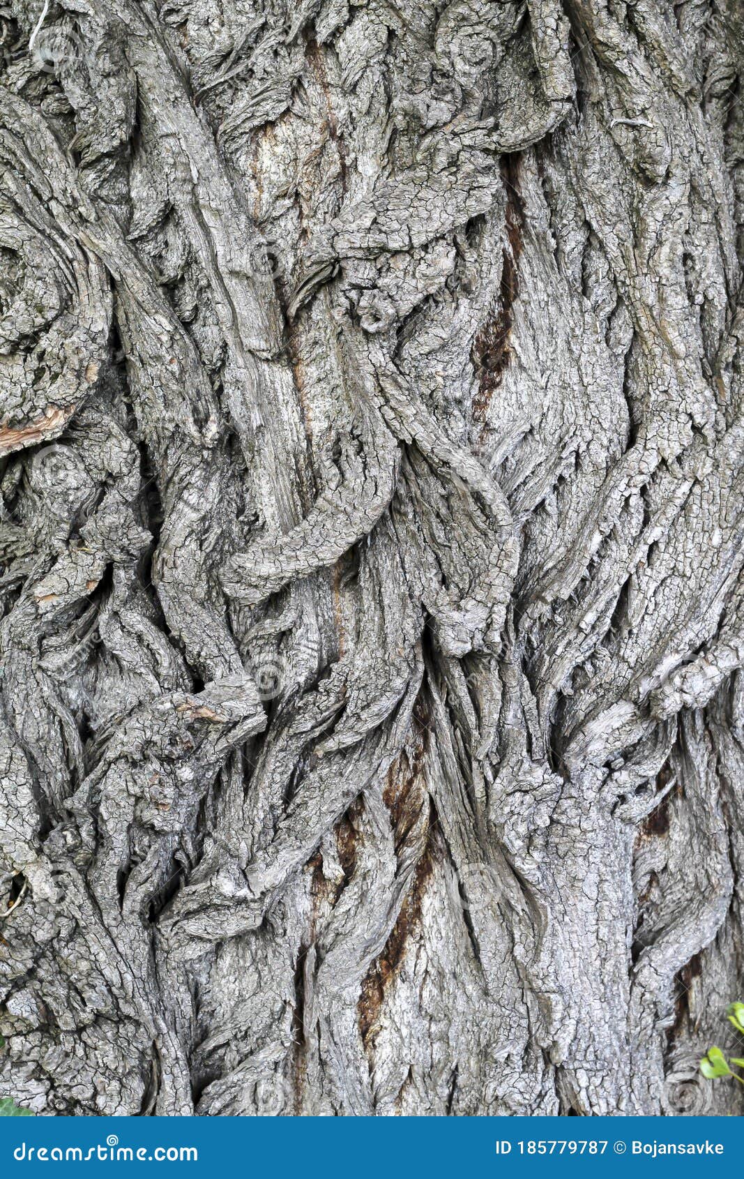 Old Weathered Tree Bark Texture Close Up Stock Image - Image of design ...