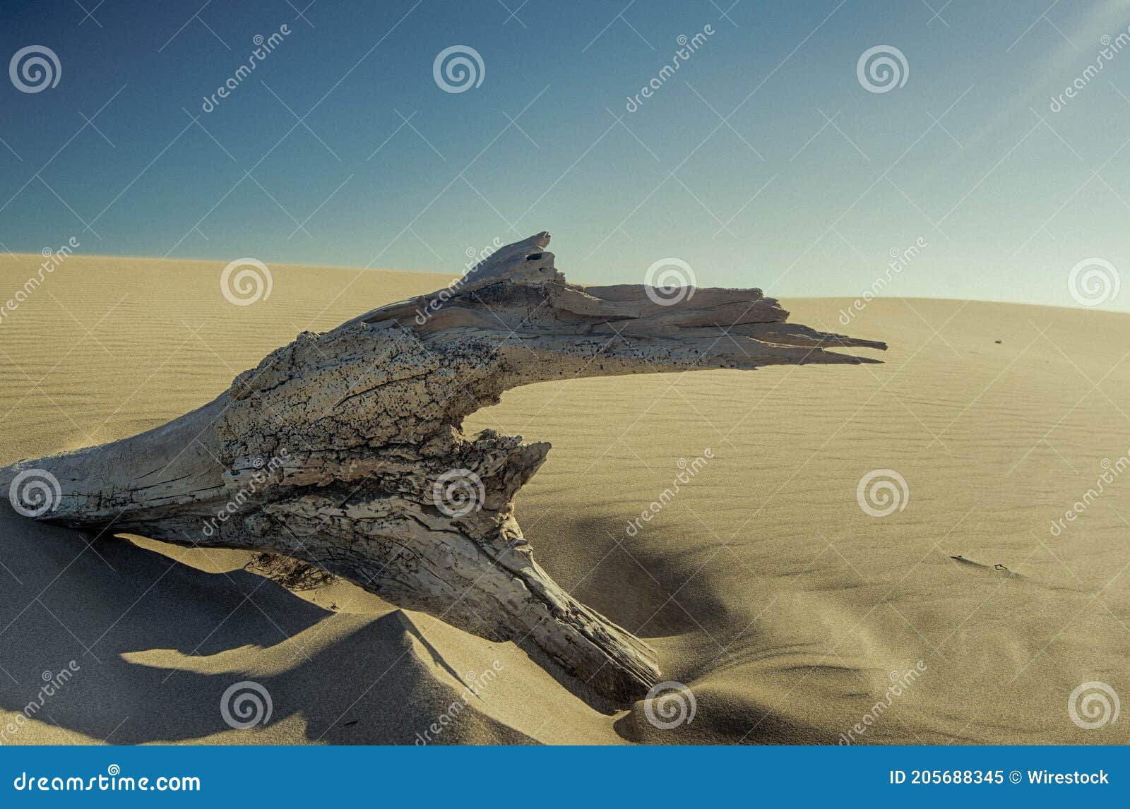 Old Weathered Tree Piece on Desert Sands Stock Image - Image of sunny ...