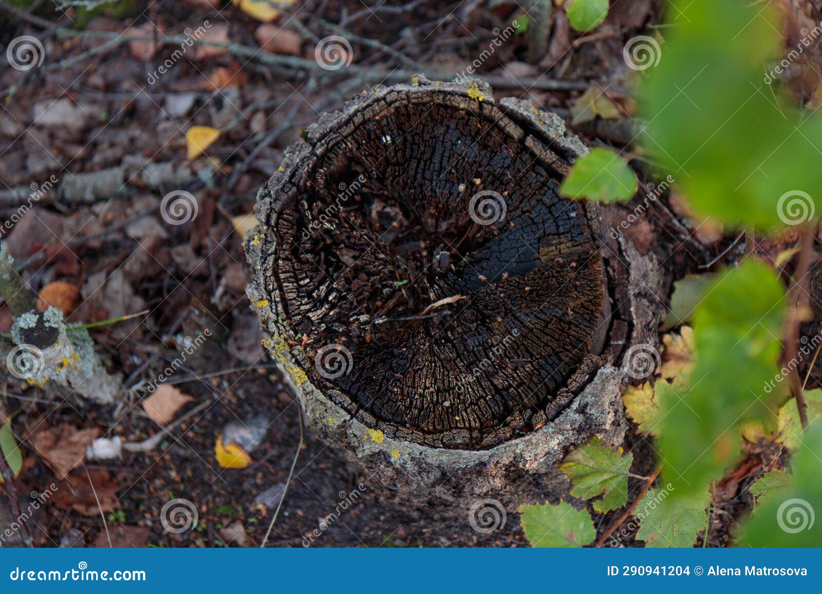 Old Weathered Tree Stump Top Eye View Stock Photo - Image of autumn ...