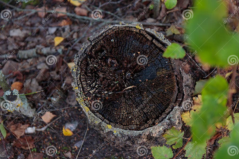 Old Weathered Tree Stump Top Eye View Stock Photo - Image of autumn ...