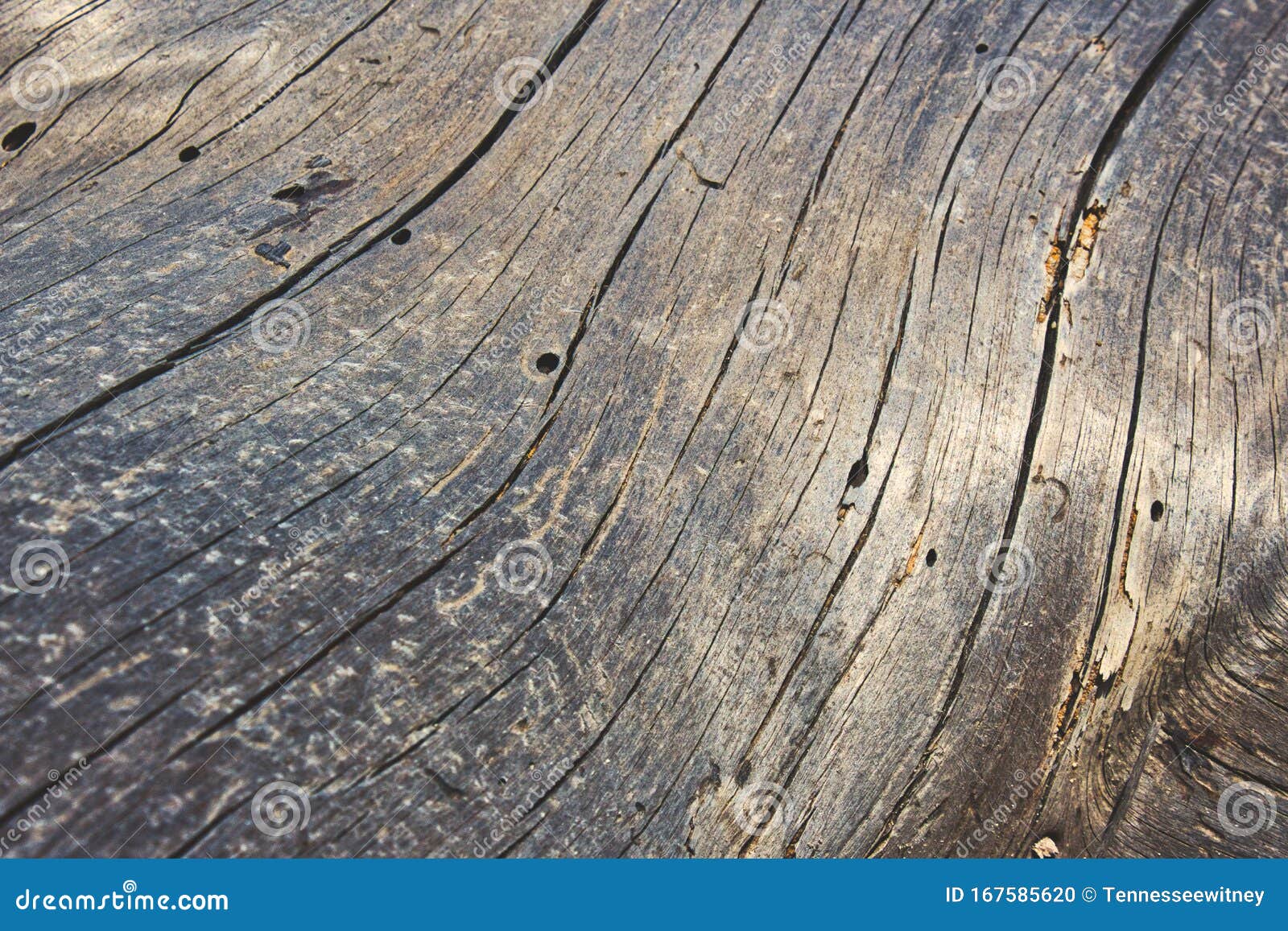 Old Weathered Tree Trunk Log Texture Wood Background Stock Photo ...