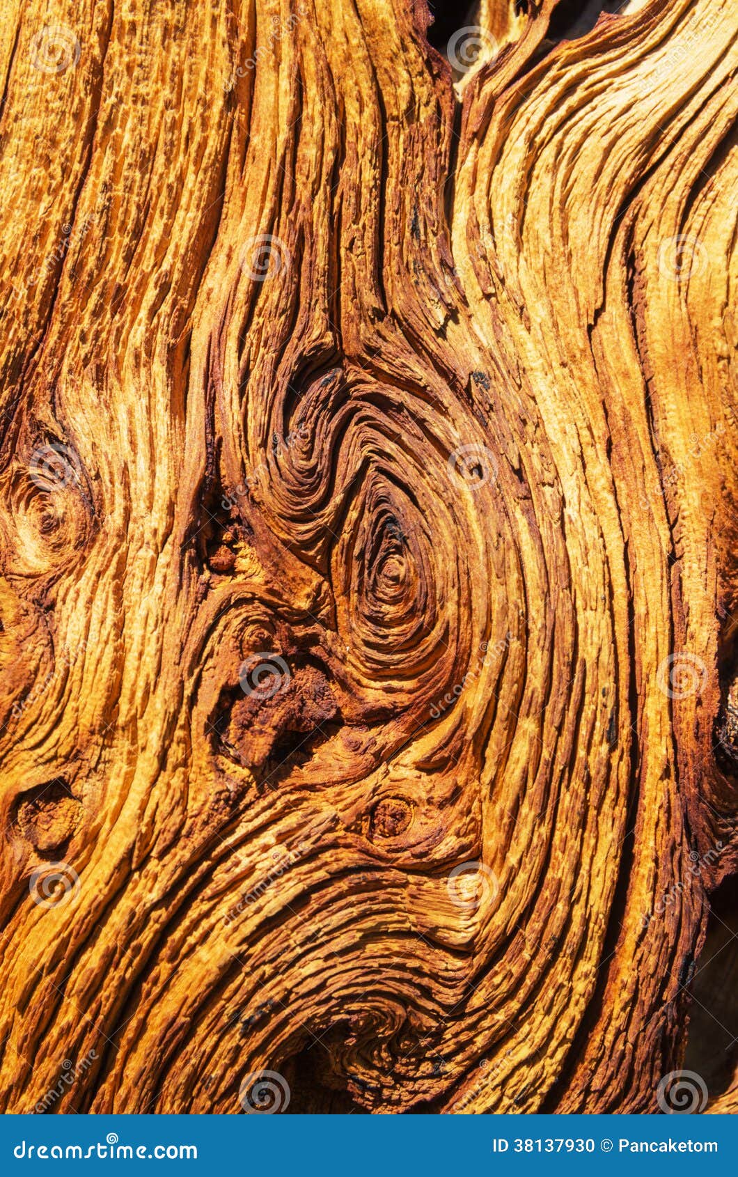 Old Weathered Wood stock photo. Image of trunk, dead - 38137930