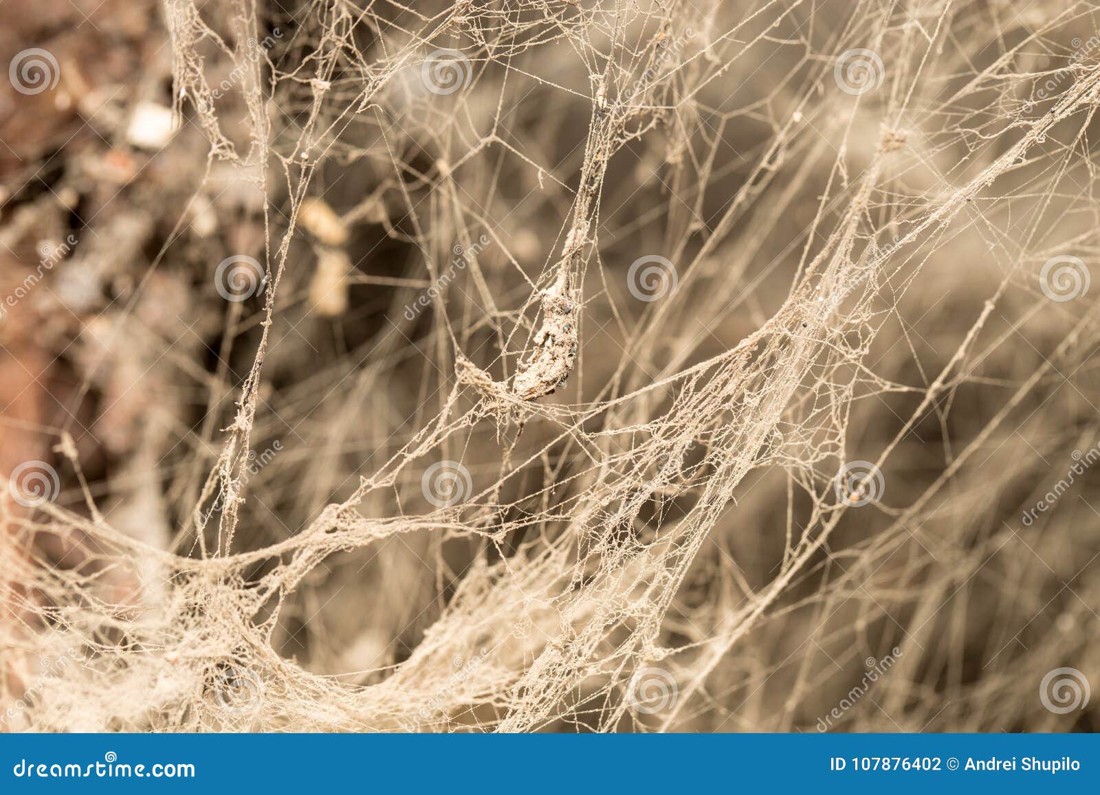 Old web as background stock photo. Image of dusty, dark - 107876402