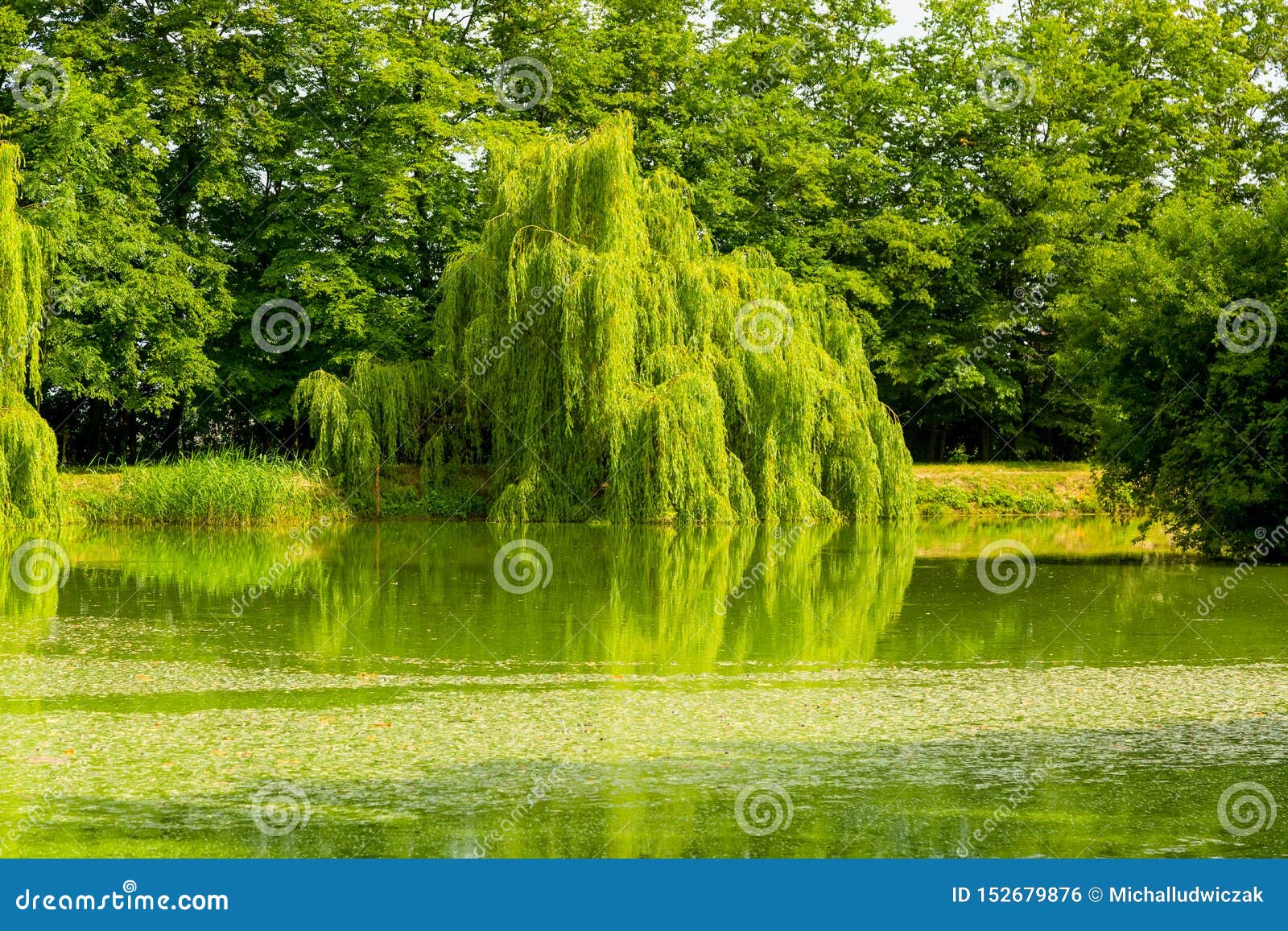 Salix Chrysocoma Weeping Golden Willow Young Leaves And Branches Stock ...