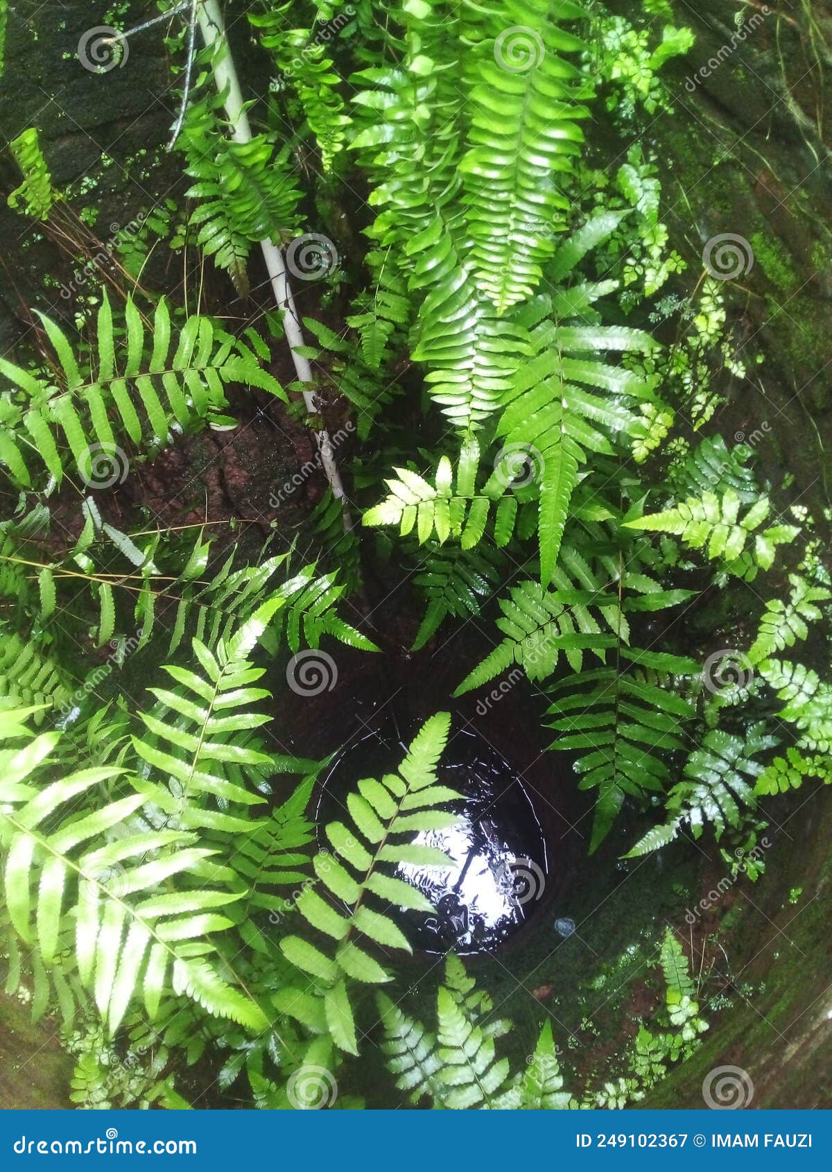 Old Wells and Natural Wild Plants Stock Image - Image of tropics, wells ...