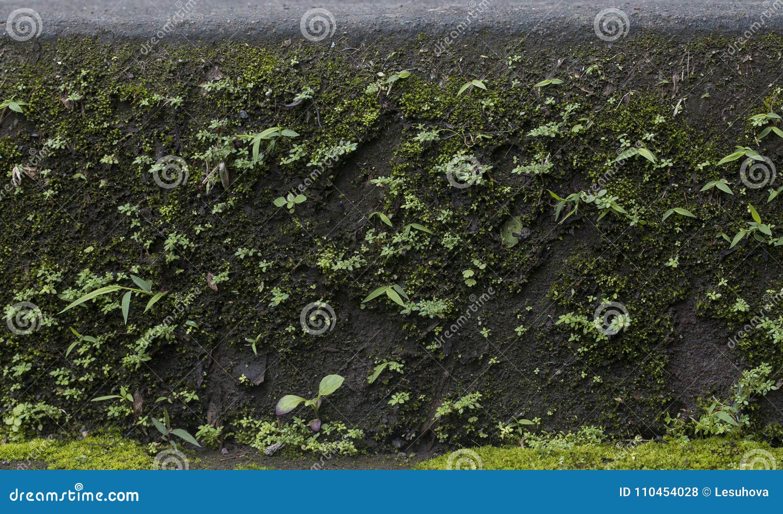 Old wet stone steps stock photo. Image of environment - 110454028