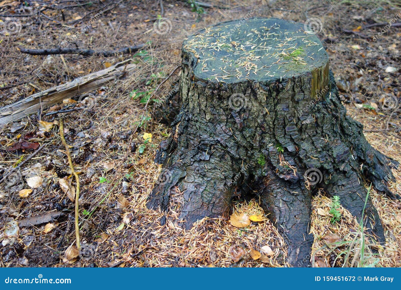 Old Wet Tree Stump stock photo. Image of tree, stump - 159451672