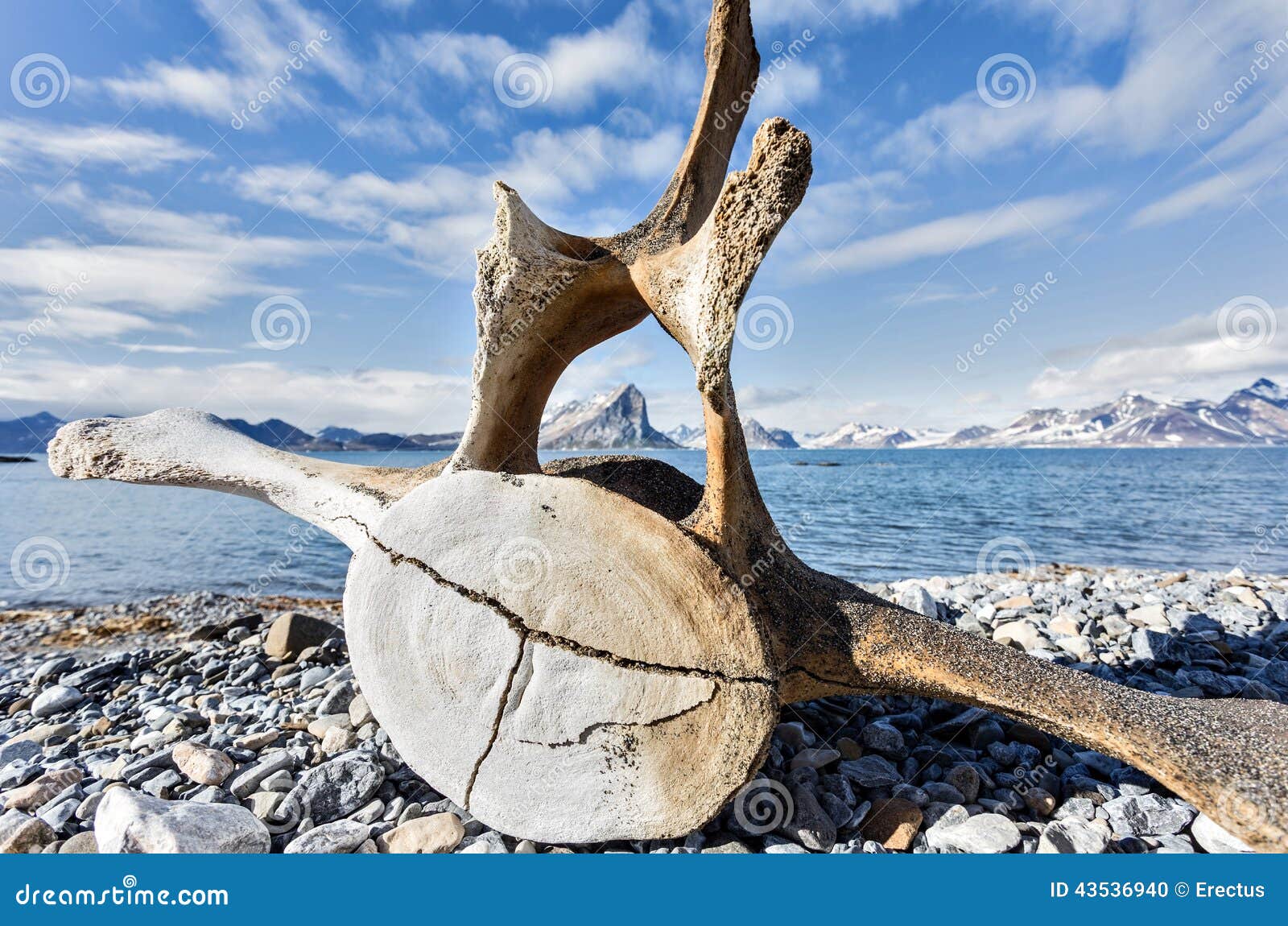 Old Whale Bone on the Coast of Arctic Stock Photo - Image of weather ...