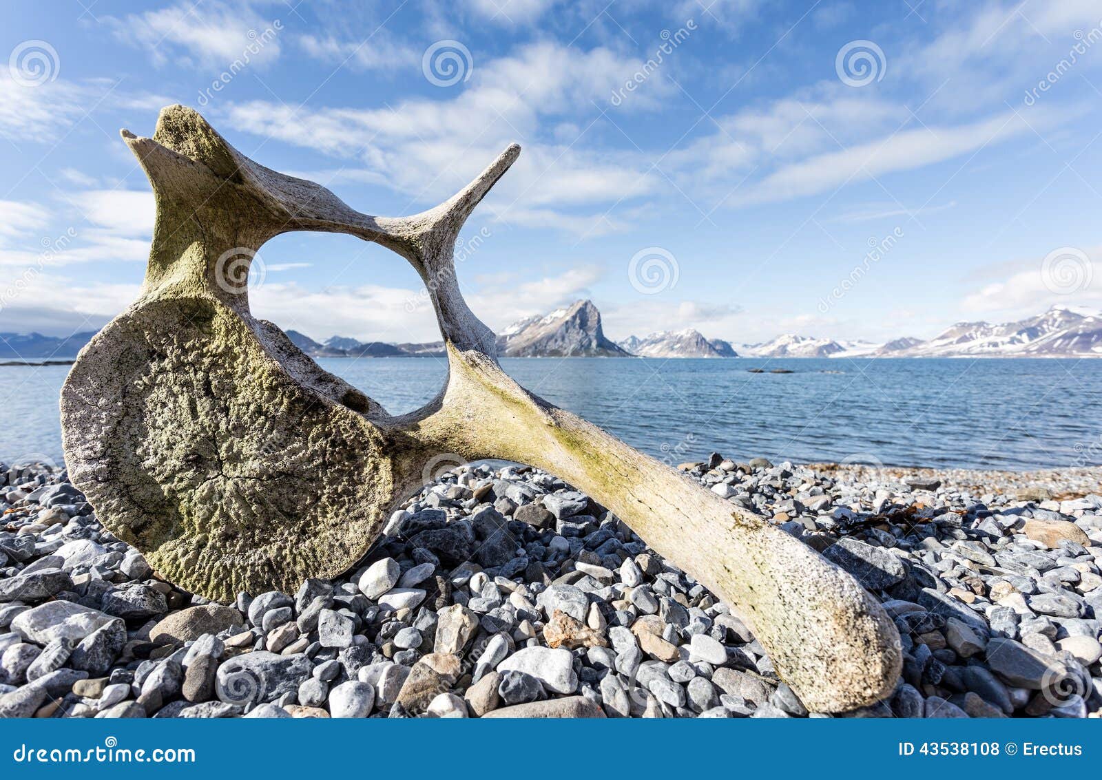 Old Whale Bone on the Coast of Spitsbergen, Arctic Stock Photo - Image ...