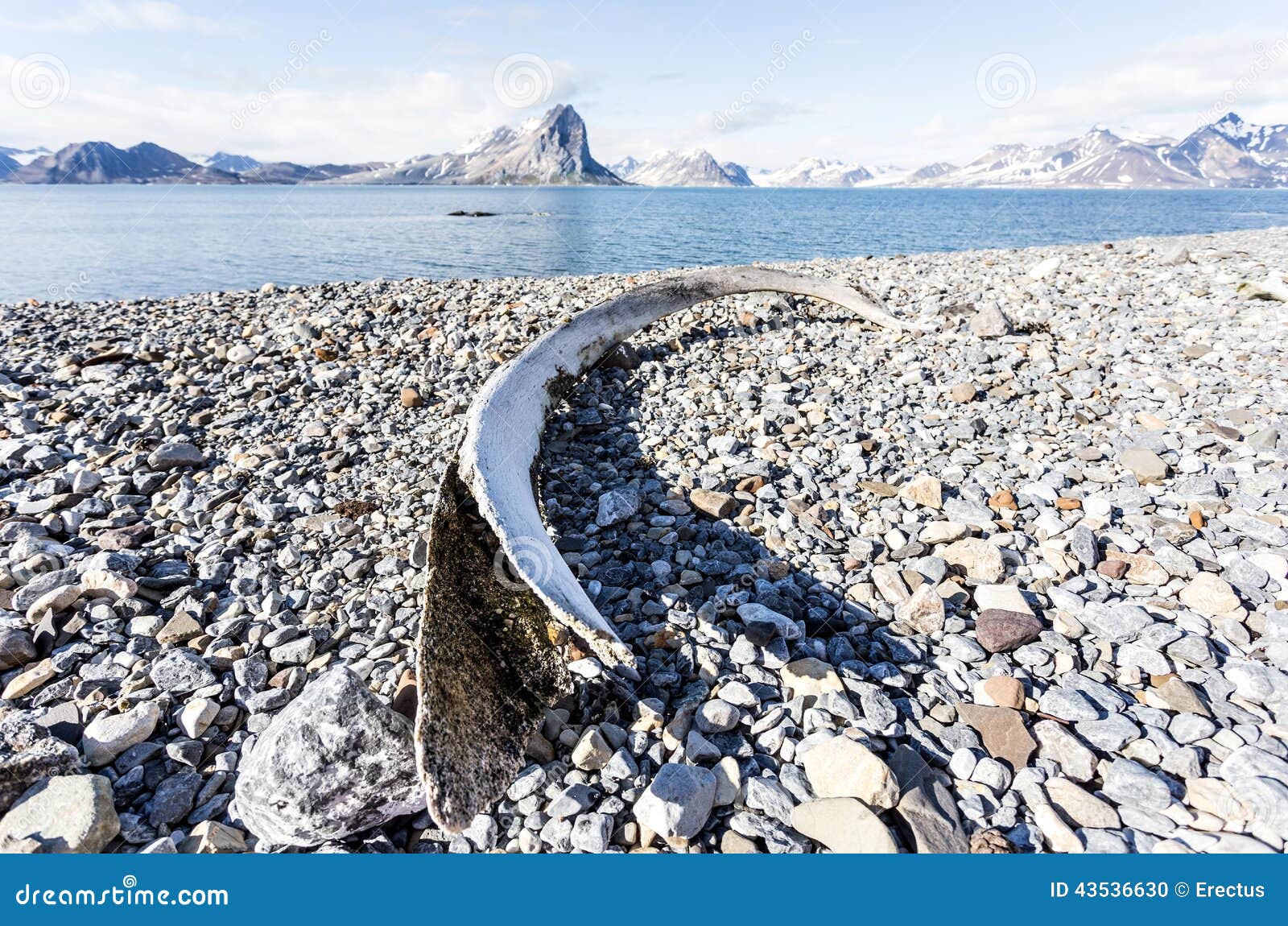 Old Whale Bone on the Coast of Svalbard, Arctic Stock Photo - Image of ...