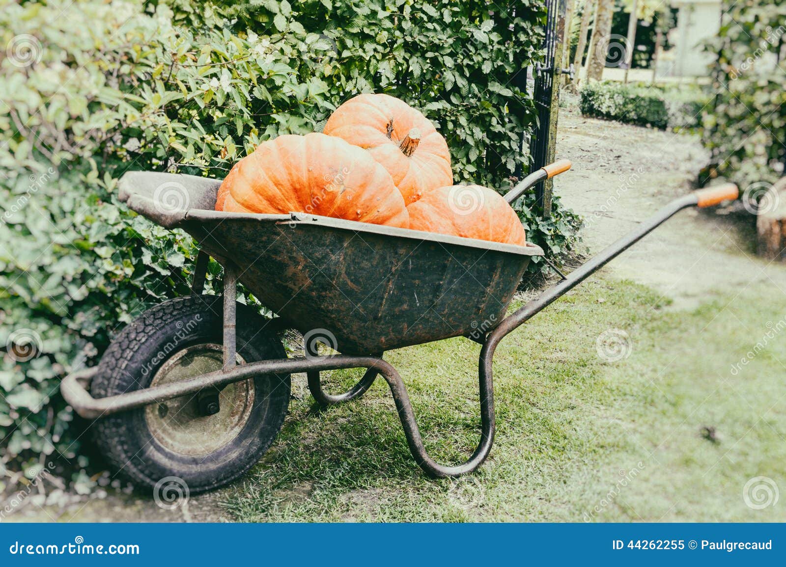 Old Wheelbarrow with Big Pumpkins Stock Image - Image of farm, food ...