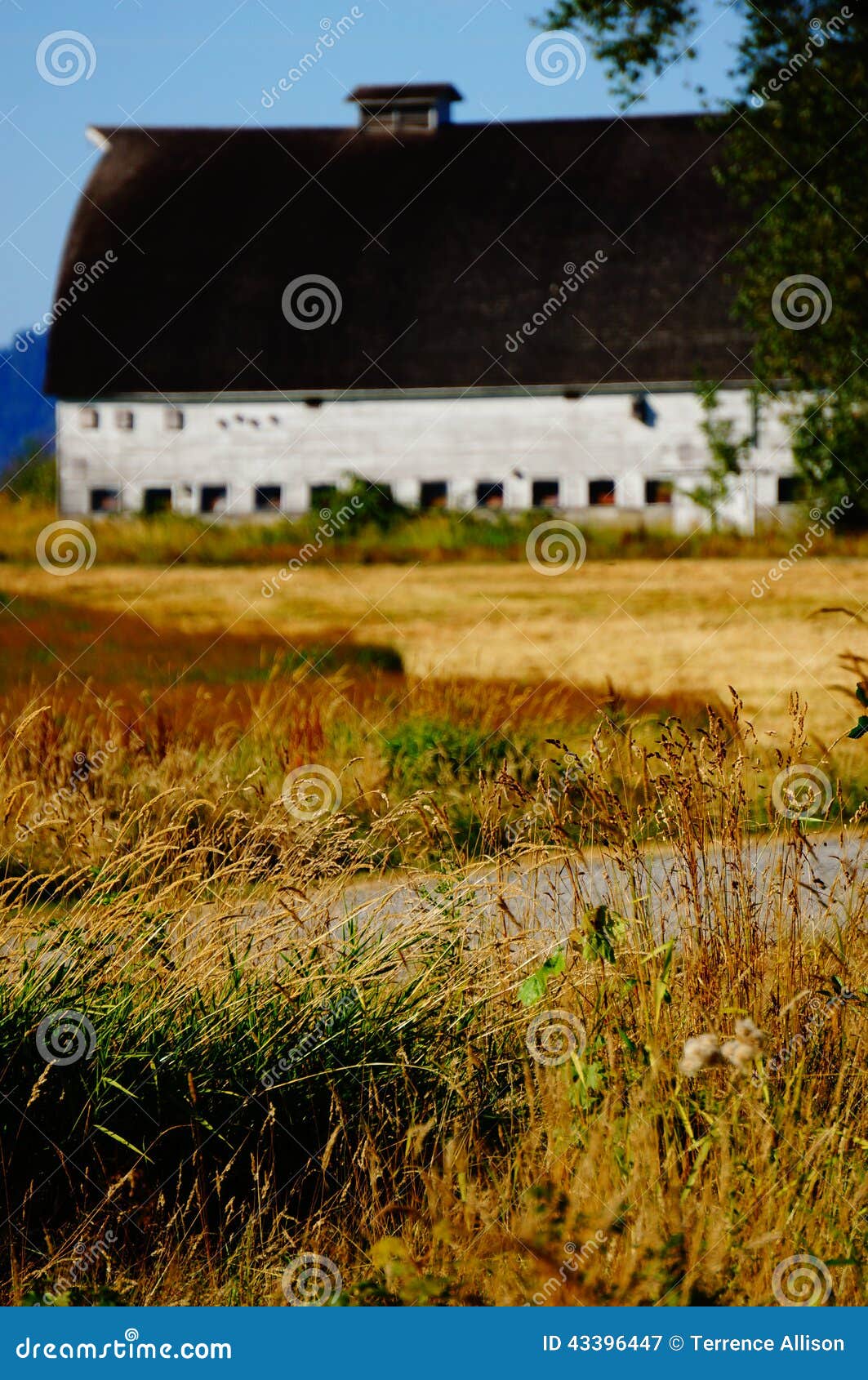 Old white barn stock image. Image of barn, stands, years - 43396447