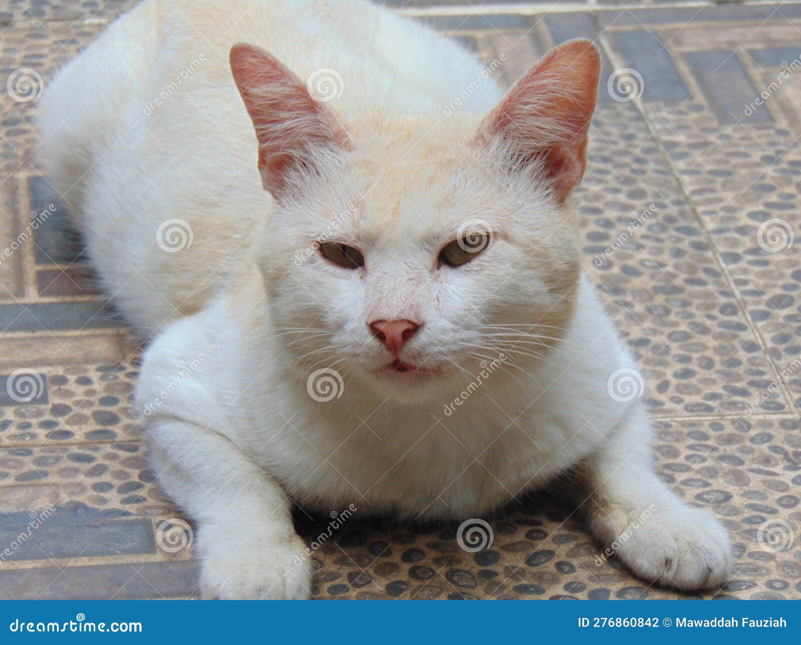 Old cat face stock photo. Image of portrait, cateyes - 276860842