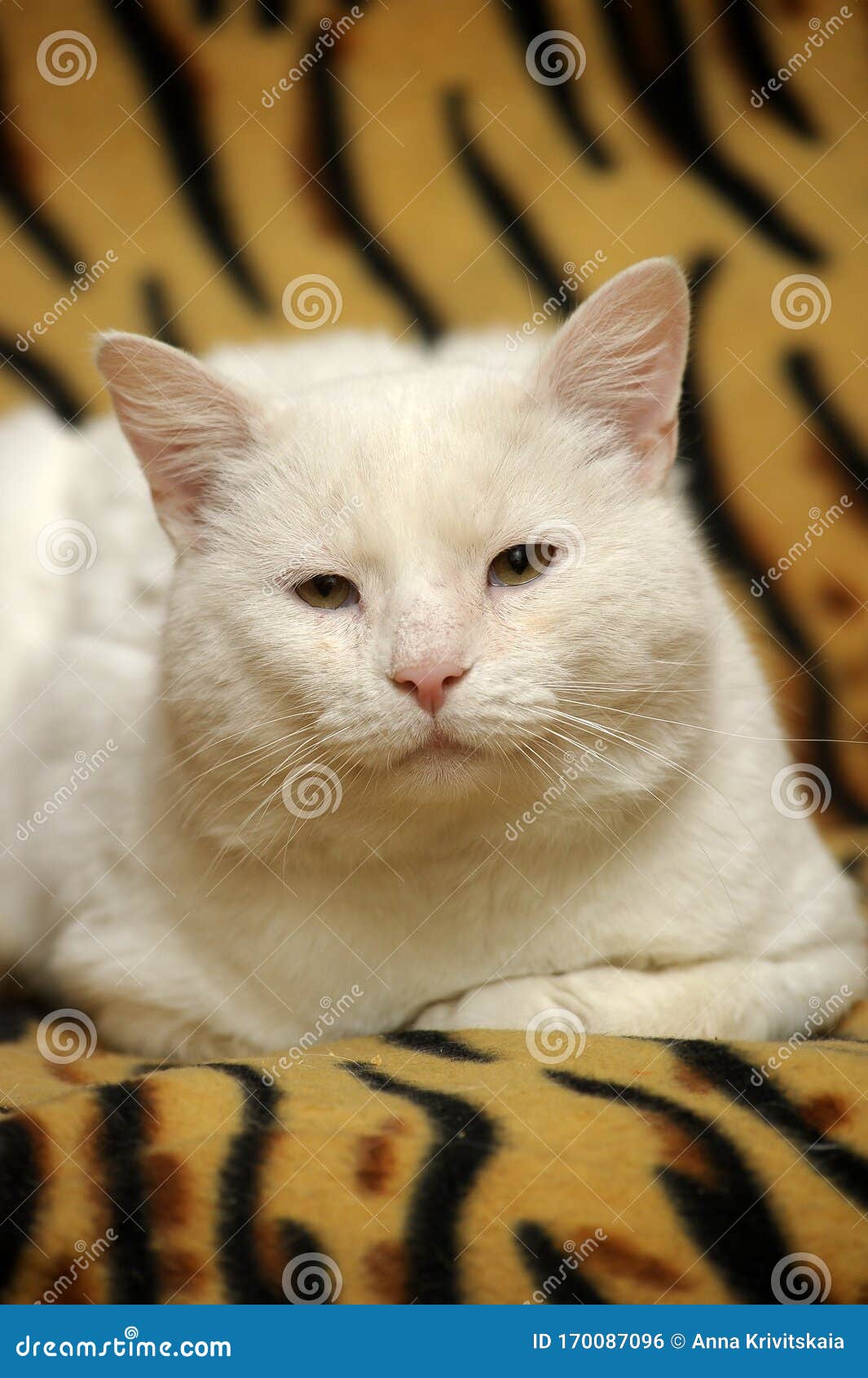 Sad old white cat stock photo. Image of nature, black - 170087096