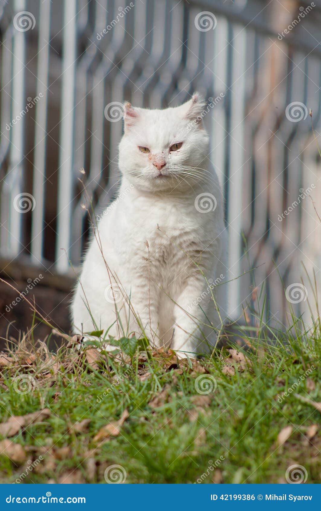 Old white cat stock photo. Image of lovely, curious, feline - 42199386