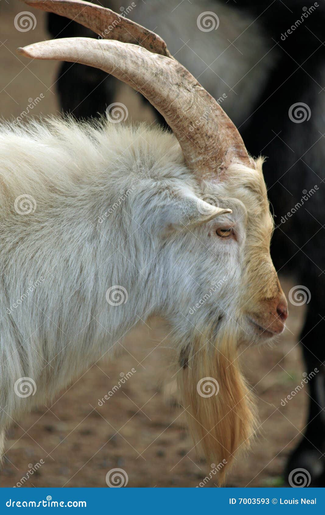 Old white goat stock image. Image of husbandry, mammal - 7003593