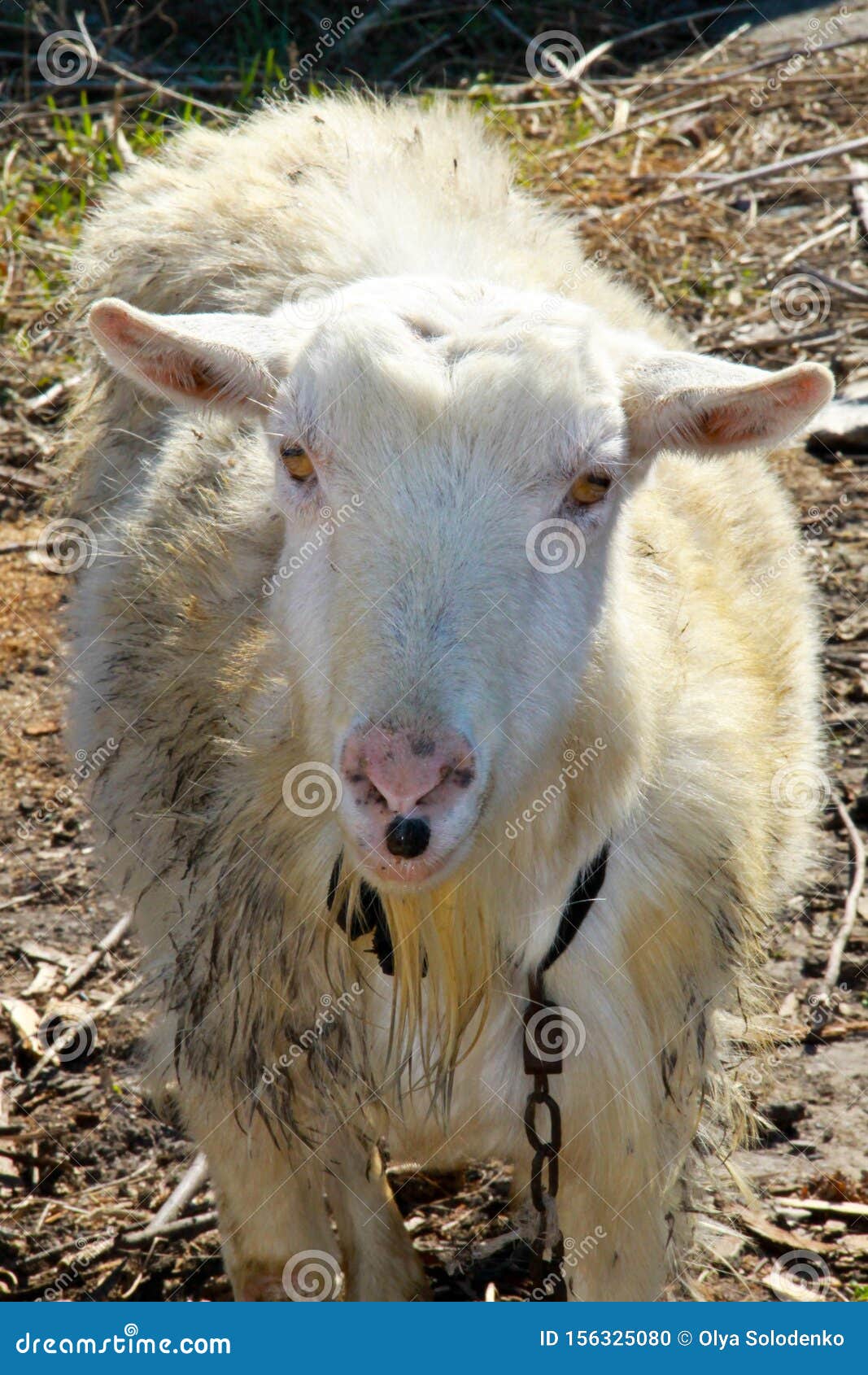 Old white goat stock photo. Image of domestic, environment - 156325080