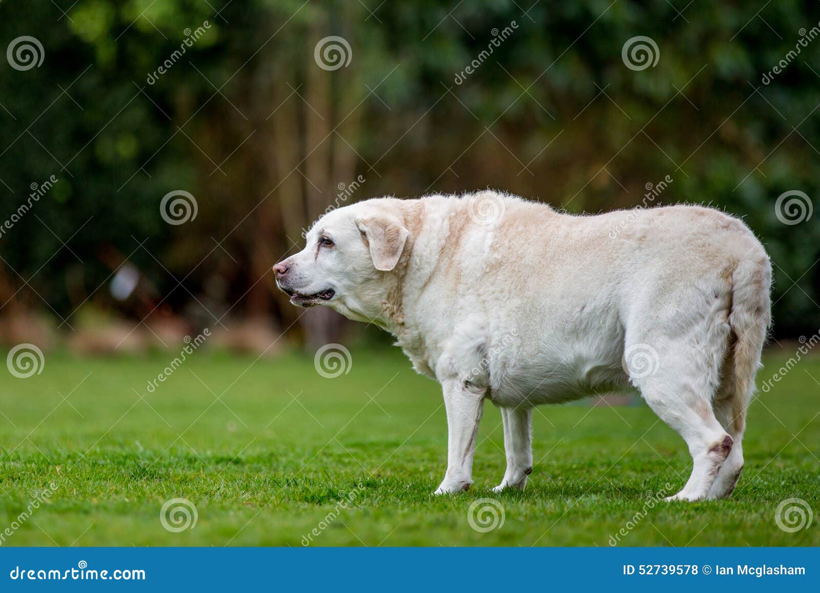 Old White Labrador Looking at Toy Stock Photo - Image of lawn, garden ...