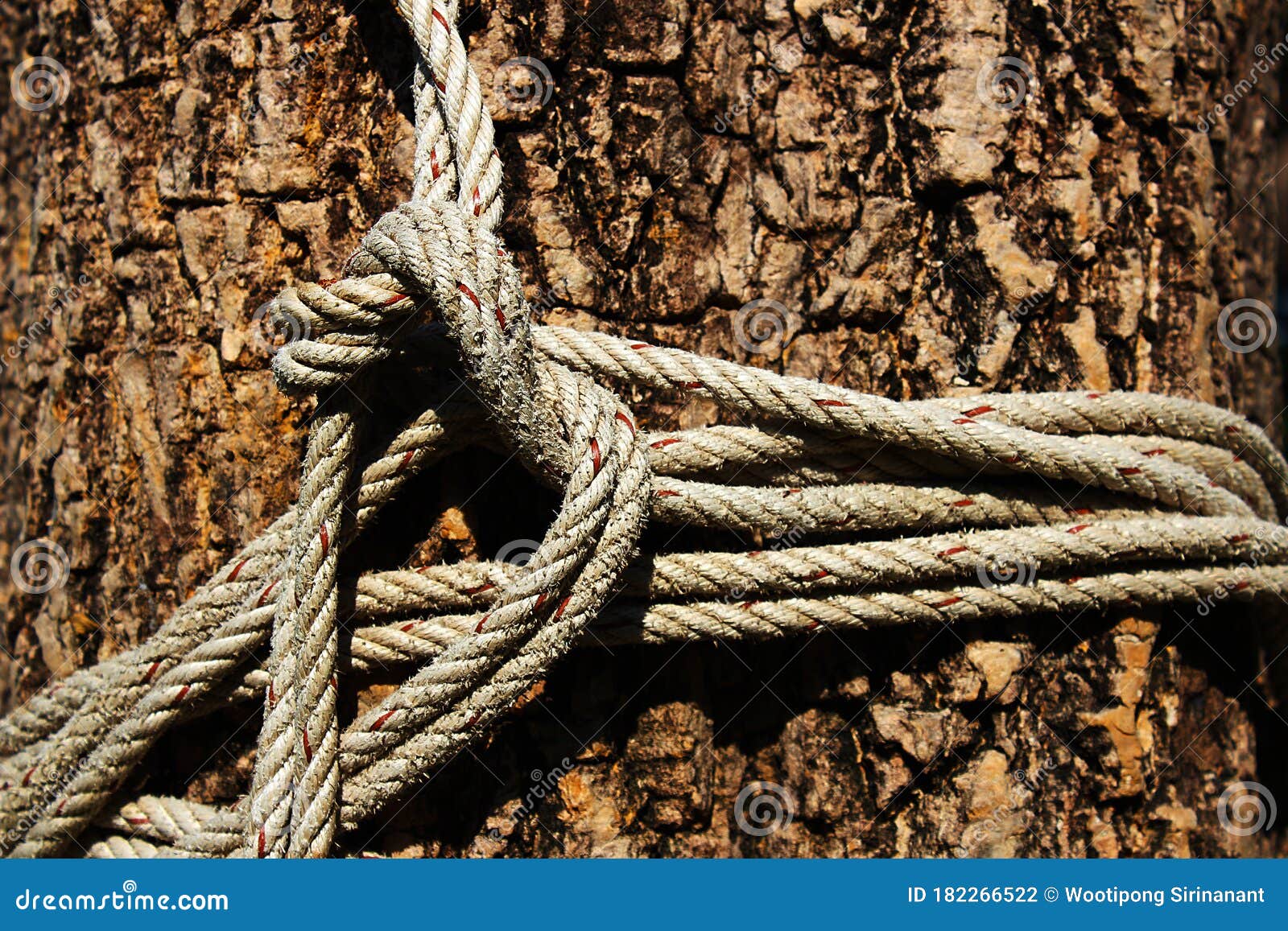 Old White Rope Tied Around a Big Tree Stock Photo - Image of forest ...
