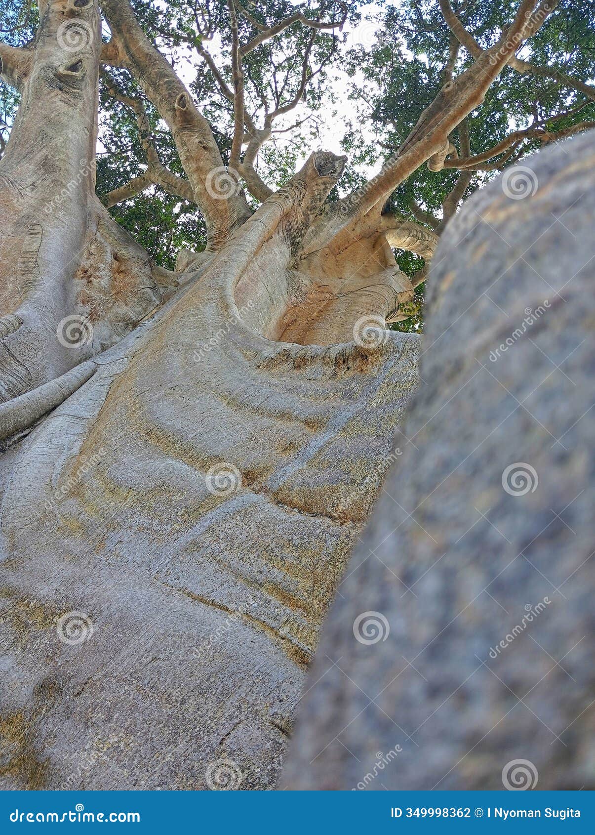 Old White Tree with Beautiful Bark Texture in the Park Stock Photo ...