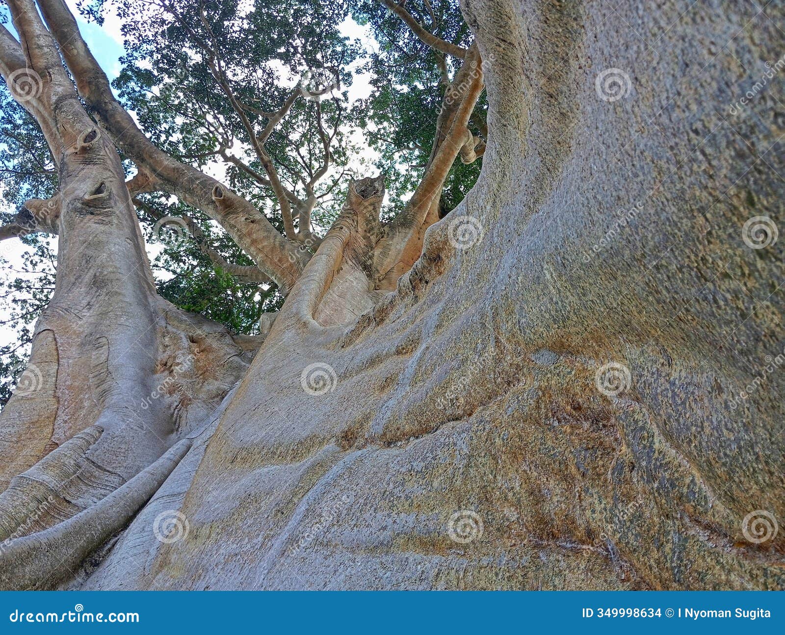 Old White Tree with Beautiful Bark Texture in the Park Stock Photo ...