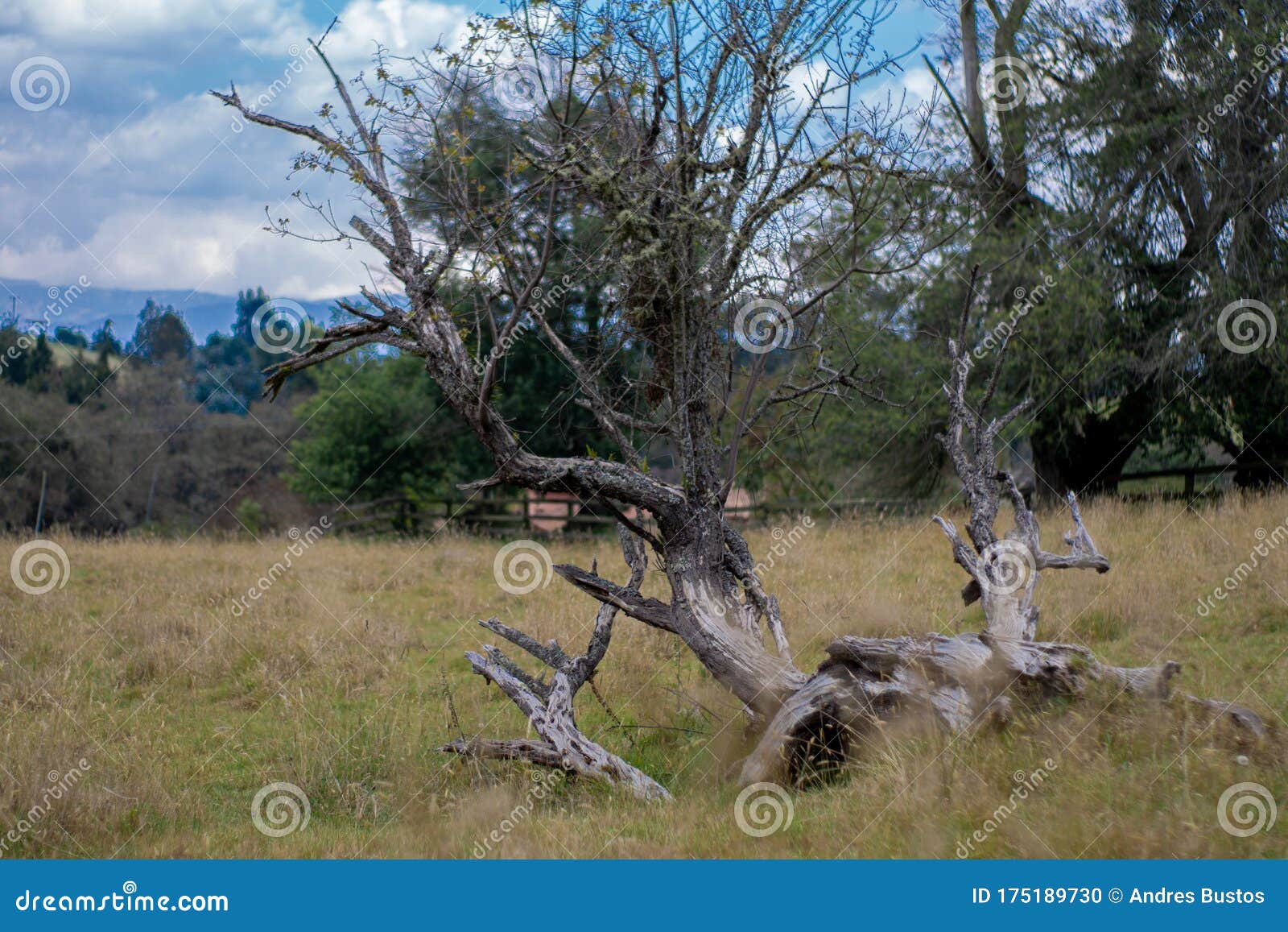 White Old Dead Tree Fallen in the Grass Stock Photo - Image of fall ...
