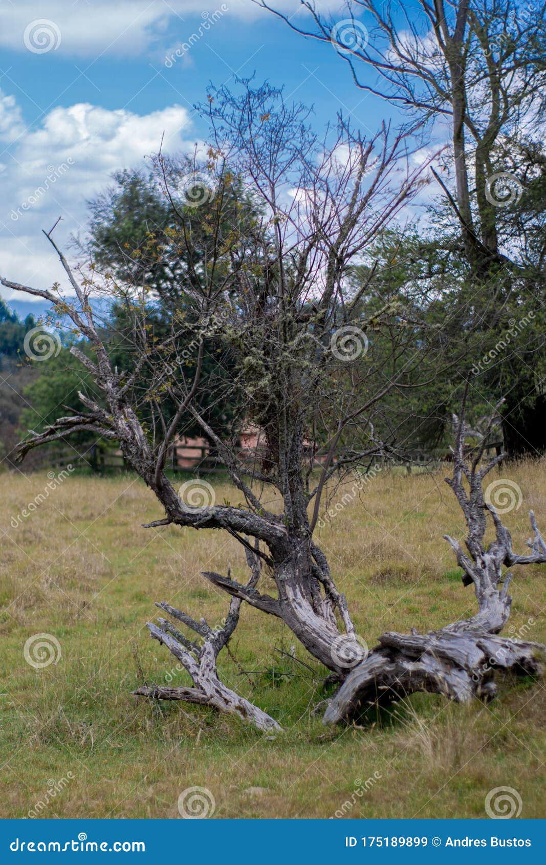 White Old Dead Tree Fallen in the Grass Stock Image - Image of leafless ...