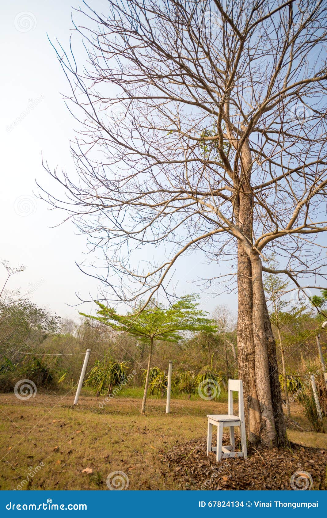 183 Old White Wooden Chair Under Tree Stock Photos - Free & Royalty ...