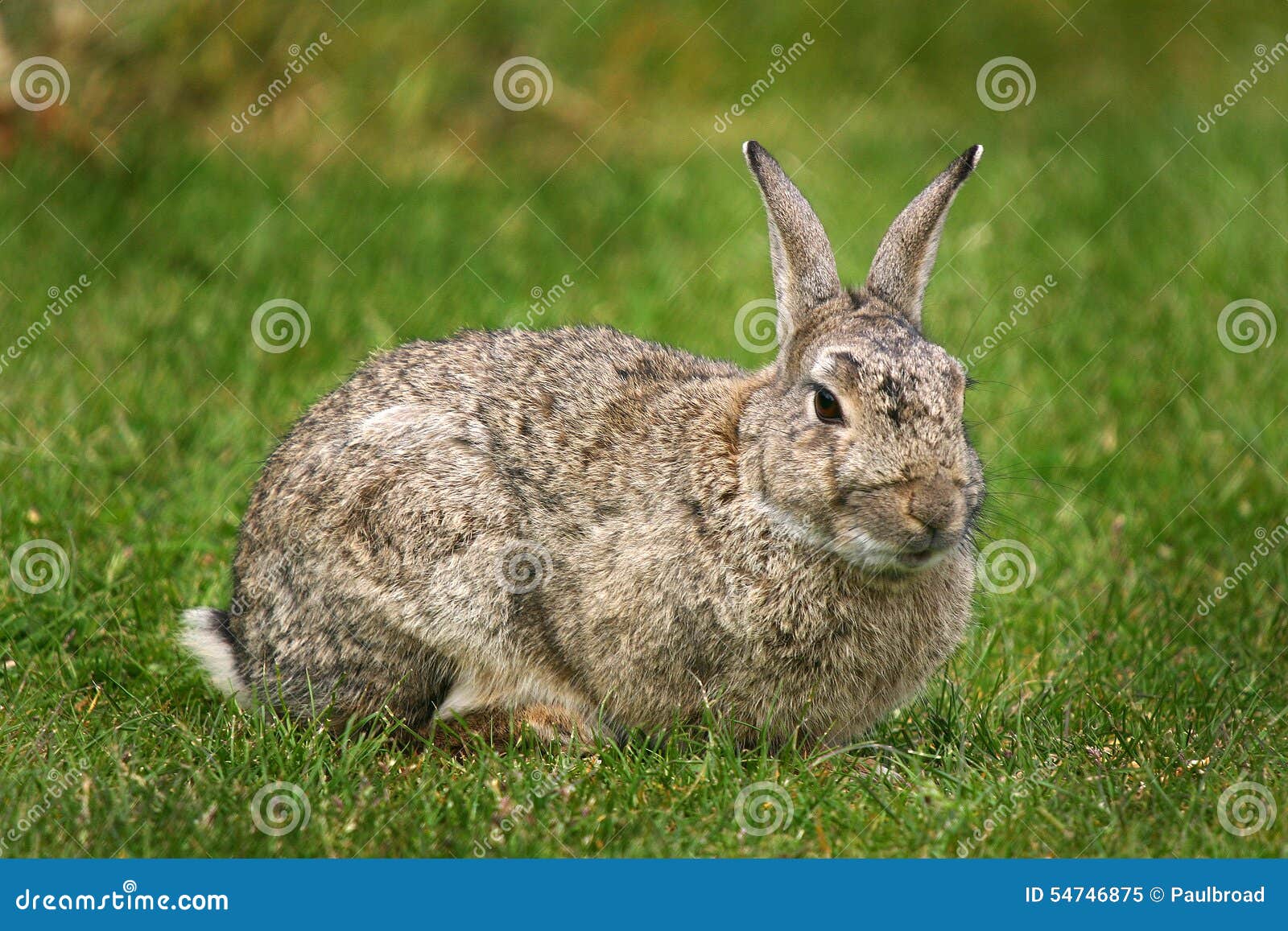 Old wild Rabbit. stock image. Image of animal, wild, nature - 54746875