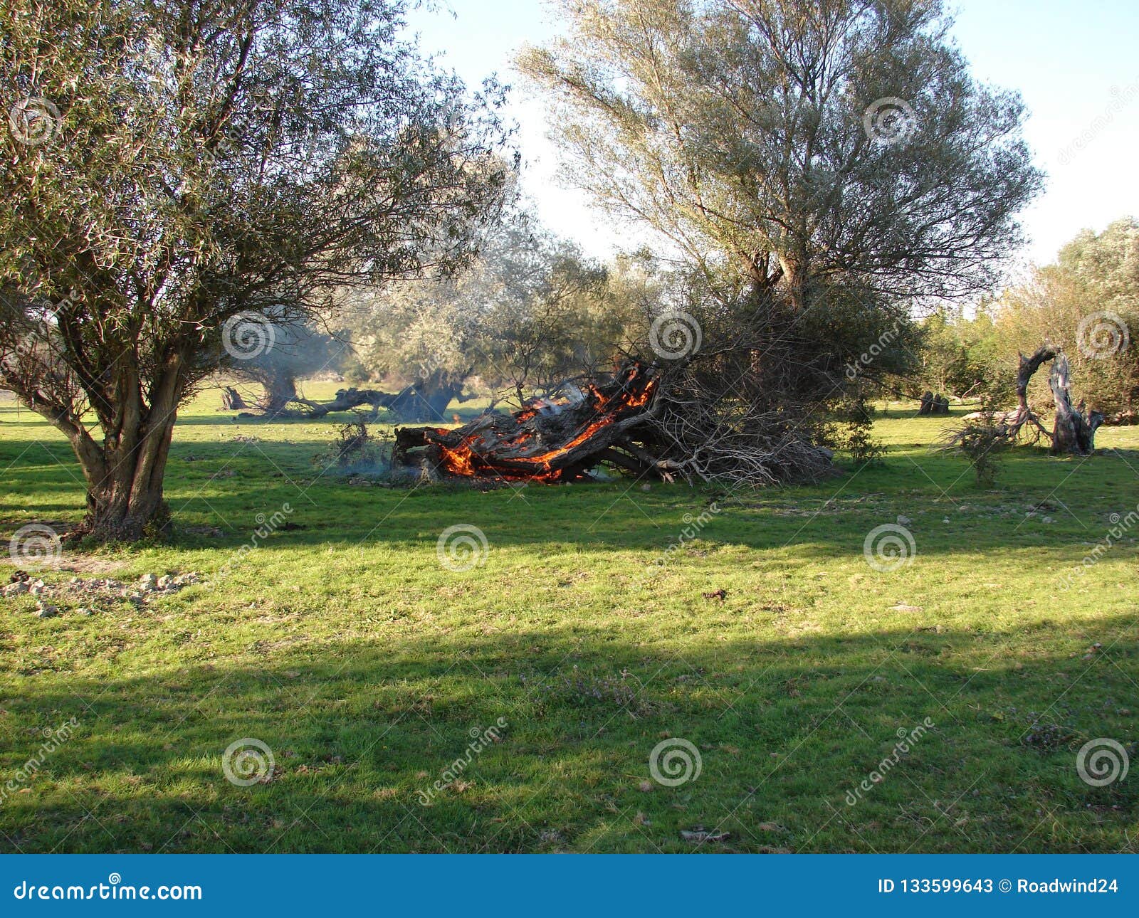 Willow Tree Burning from Inside Stock Image - Image of grass, willow ...