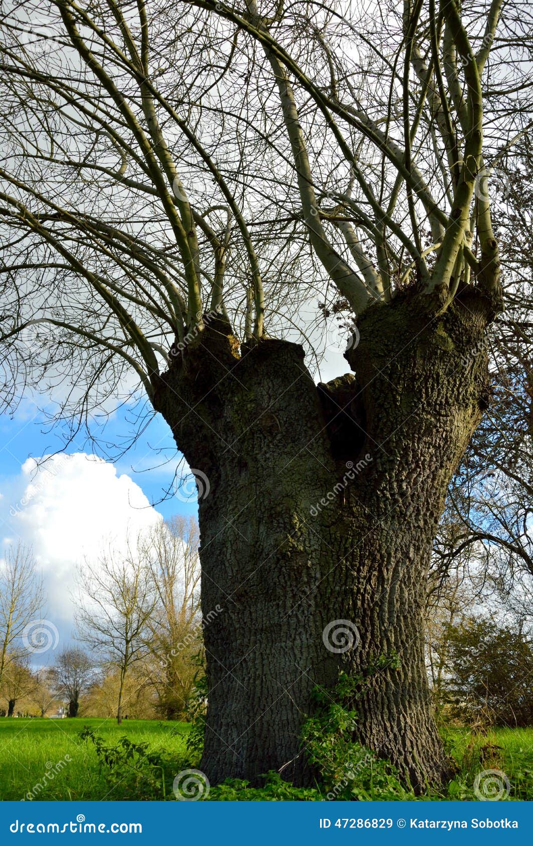 Old willow tree stock image. Image of grass, trunk, branches - 47286829