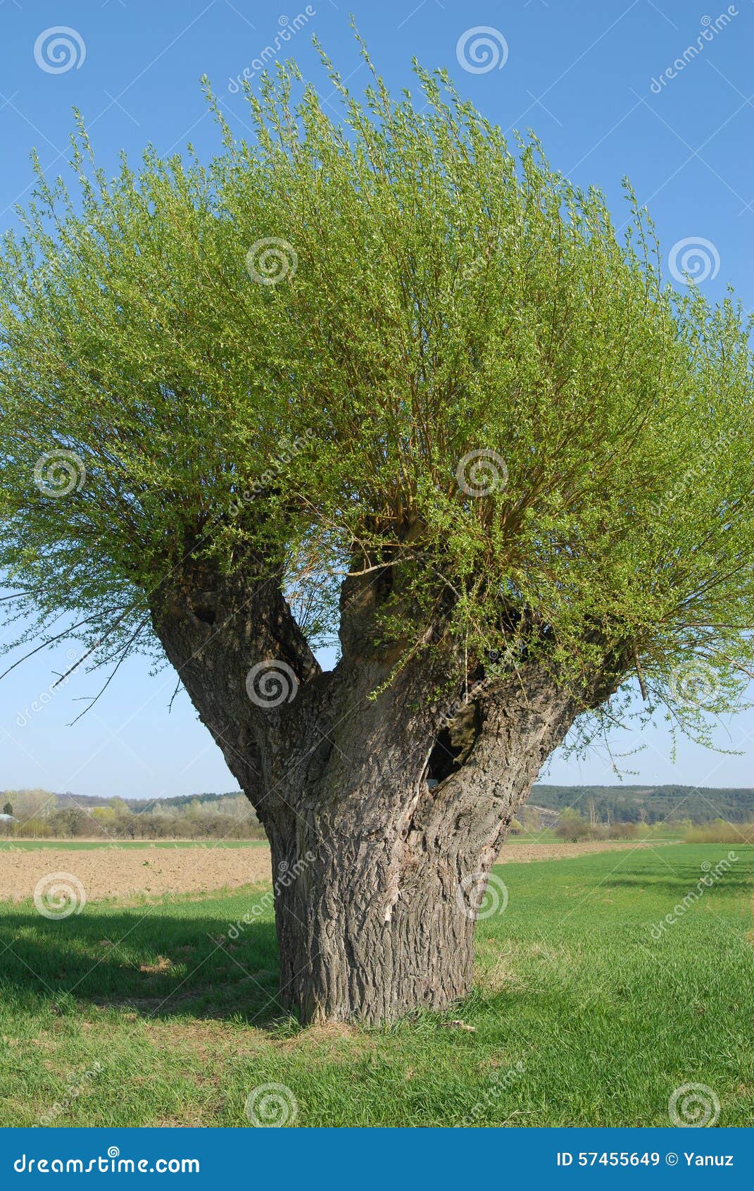 Old willow stock image. Image of botanic, petal, season - 57455649