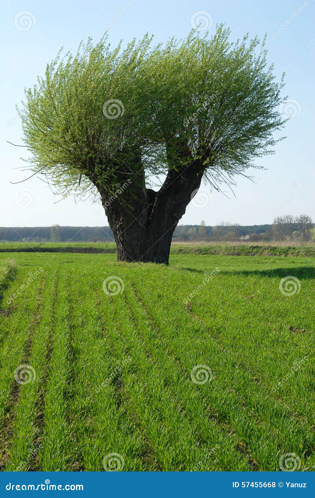 Old willow stock photo. Image of nature, outdoor, meadow - 57455668