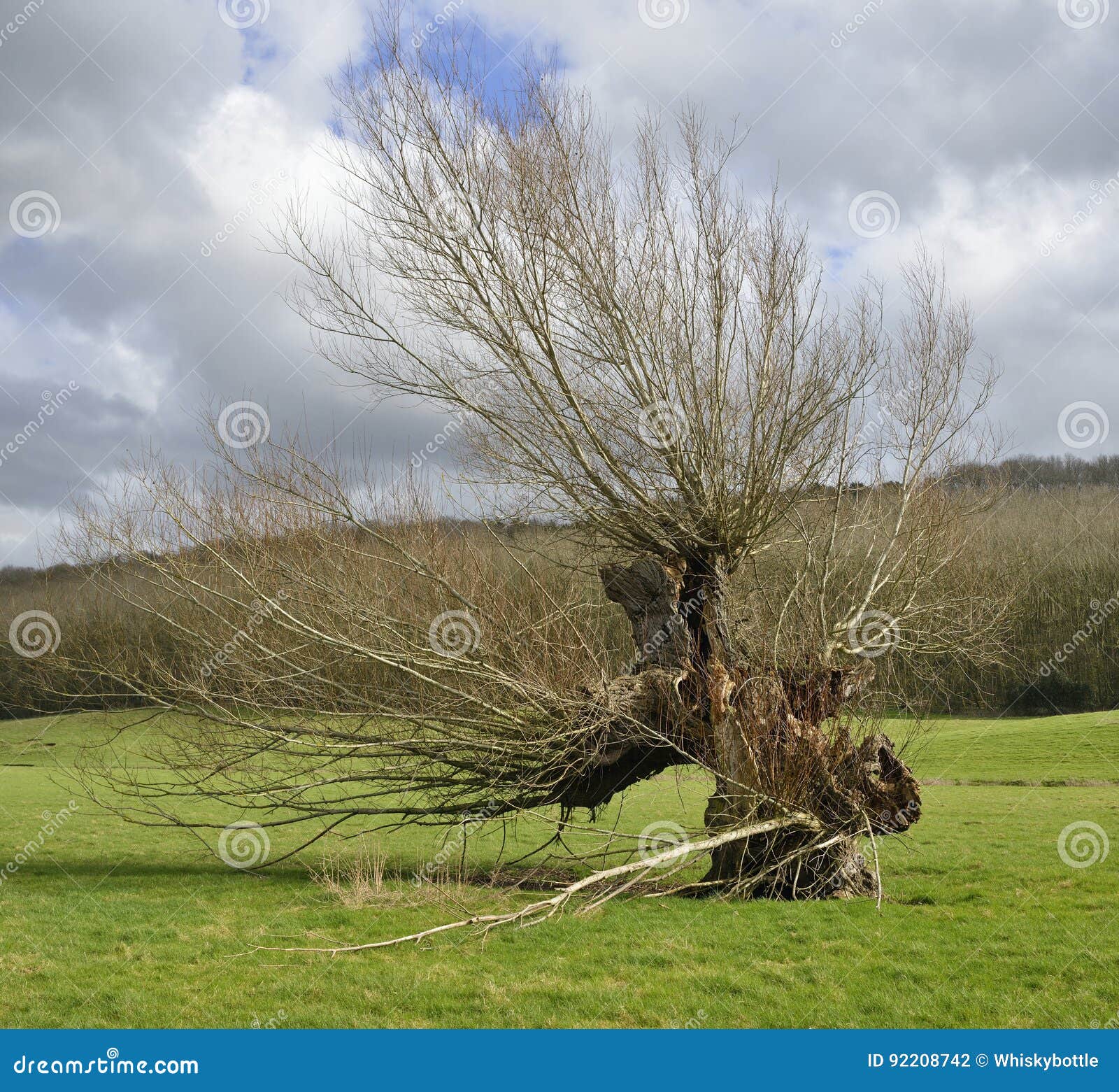 Old Willow Tree stock photo. Image of britain, decay - 92208742