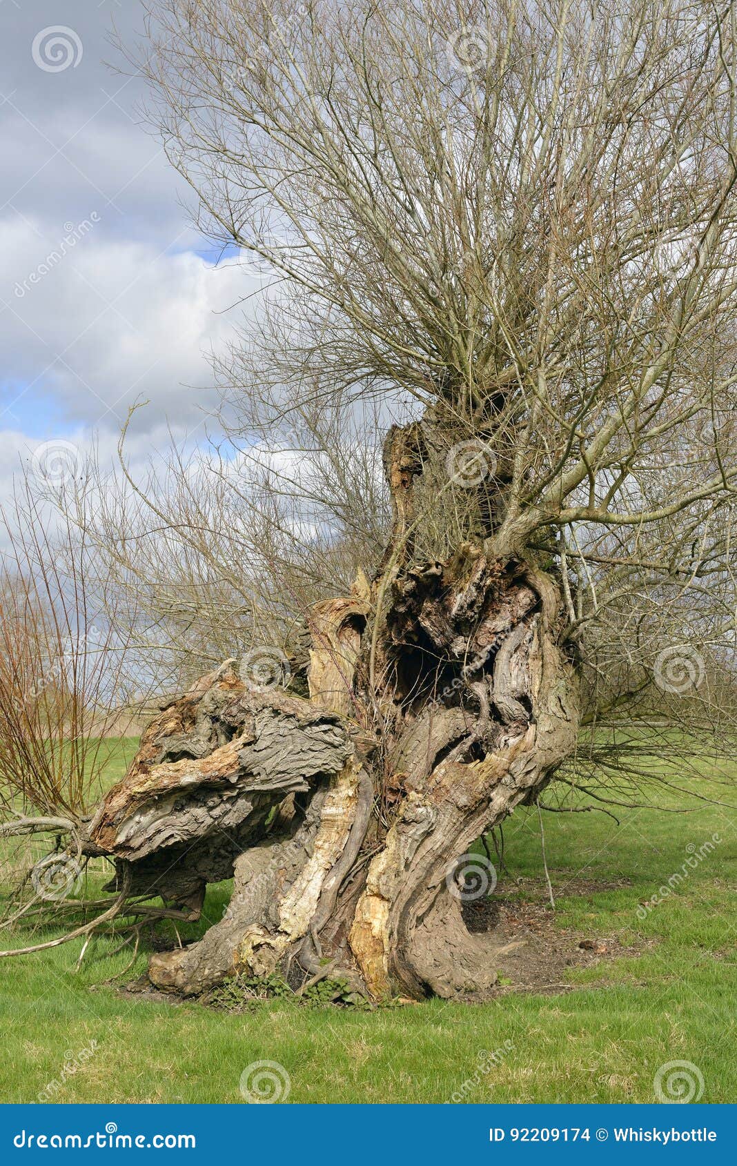 Old Willow Tree stock photo. Image of grassland, tree - 92209174