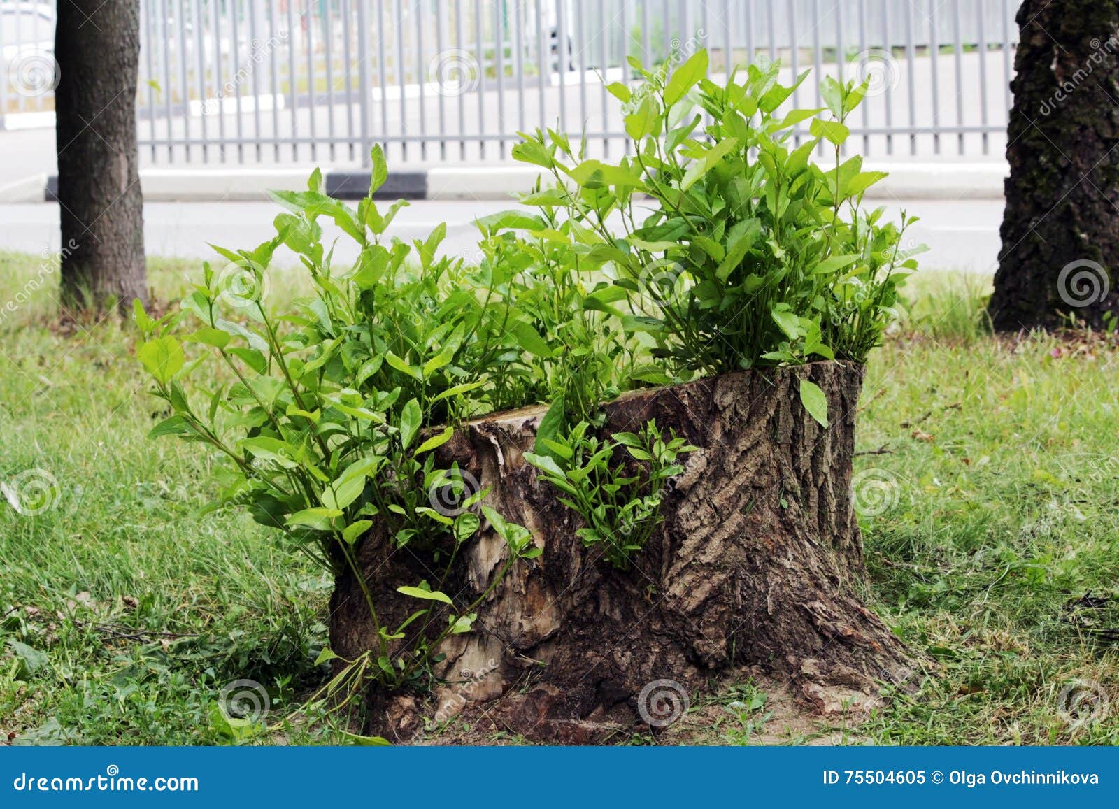 Old Willow Tree Stump with the Young Green Shoots Stock Image - Image ...