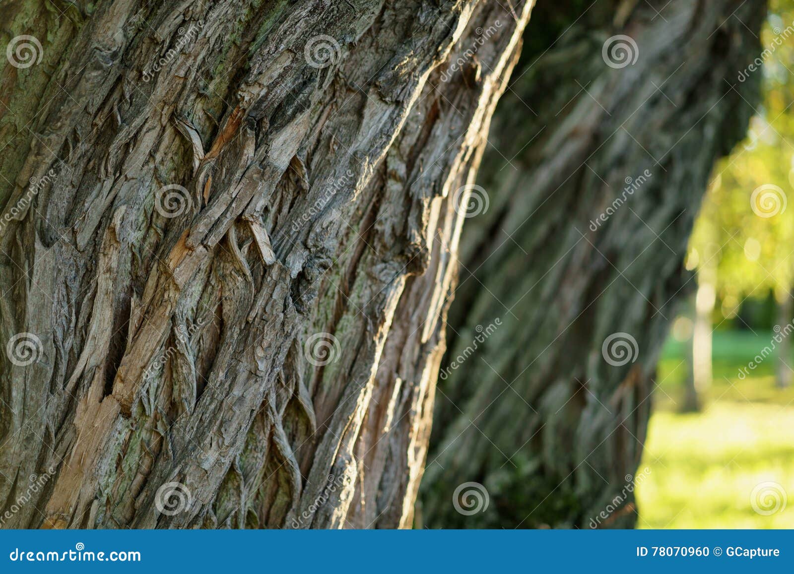 Old Willow Tree Trunk Close Up Stock Photo - Image of sunny, stem: 78070960