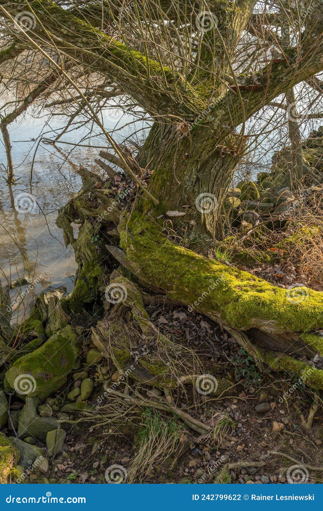Old Willow Tree Trunk Overgrown with Moss Stock Photo - Image of detail ...