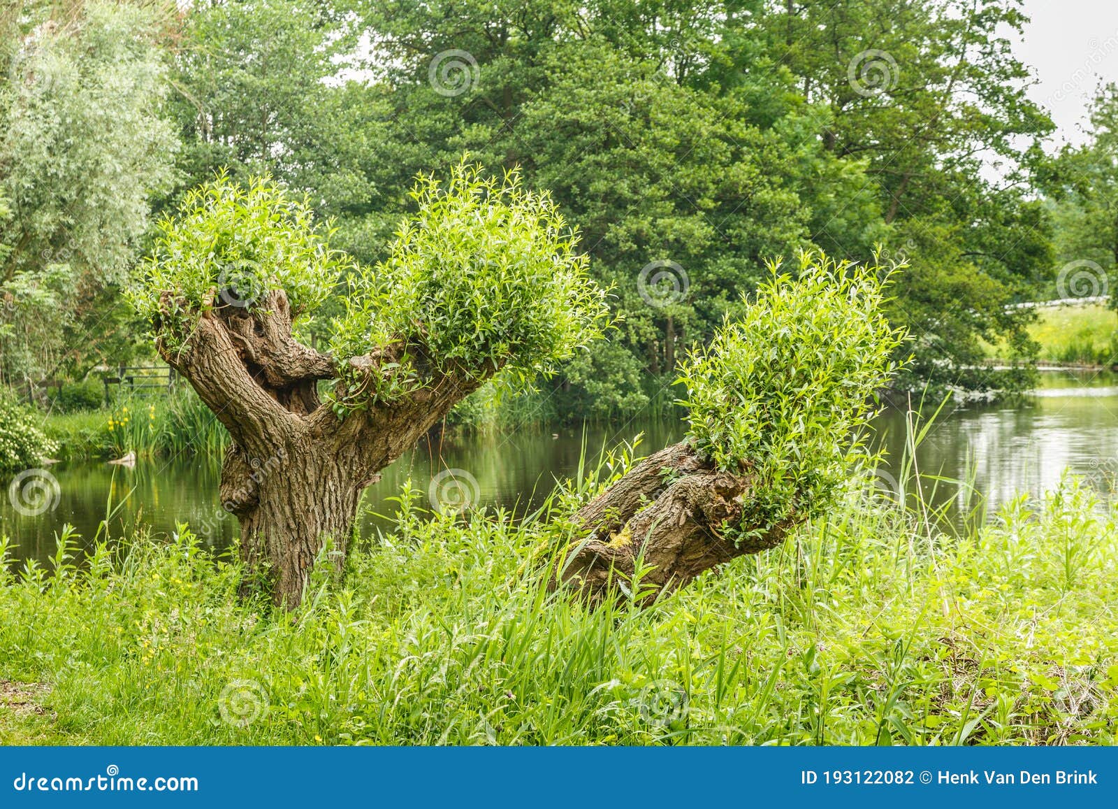 Typical Biotopes Stock Photos - Free & Royalty-Free Stock Photos from ...