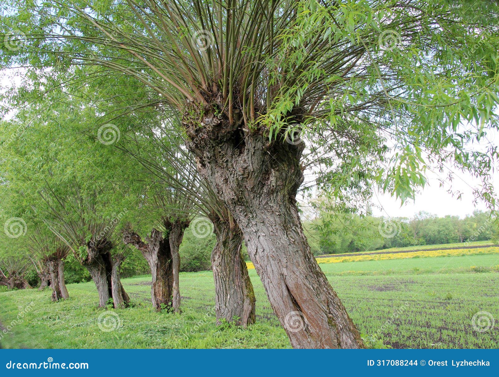 Old Willow Trees in a Rural Landscape Stock Photo - Image of lake ...