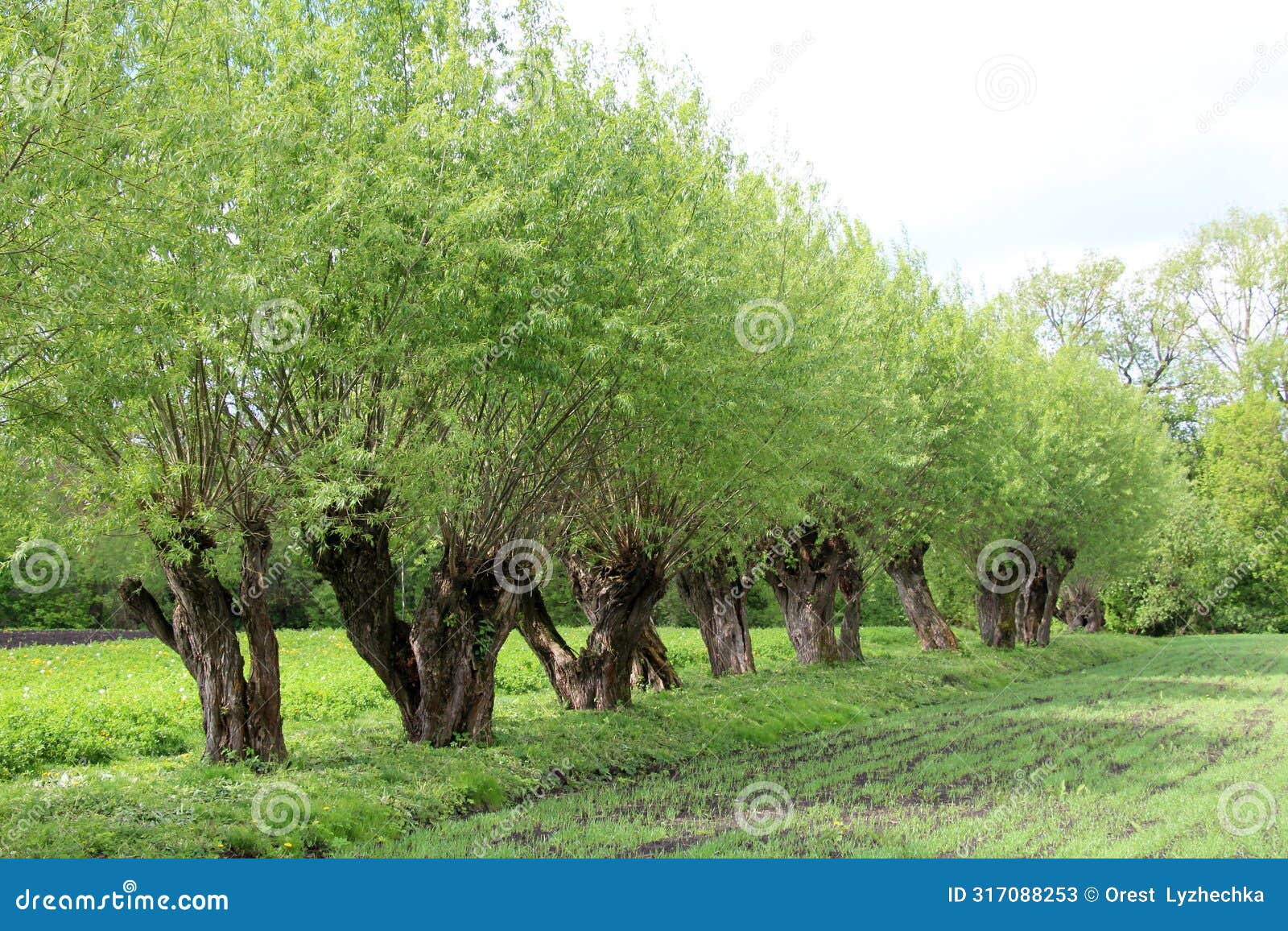 Old Willow Trees in a Rural Landscape Stock Image - Image of meadow ...