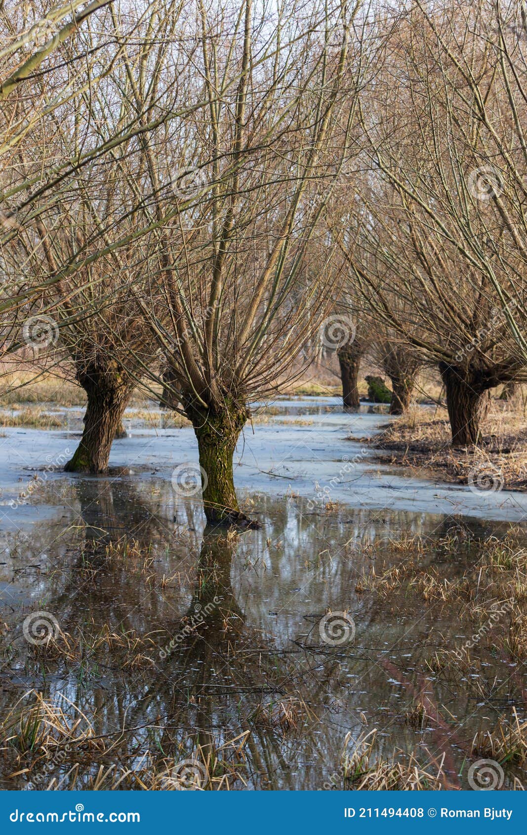 Old Willow Trees. Trunks and Branches are Visible, Reflected in the ...